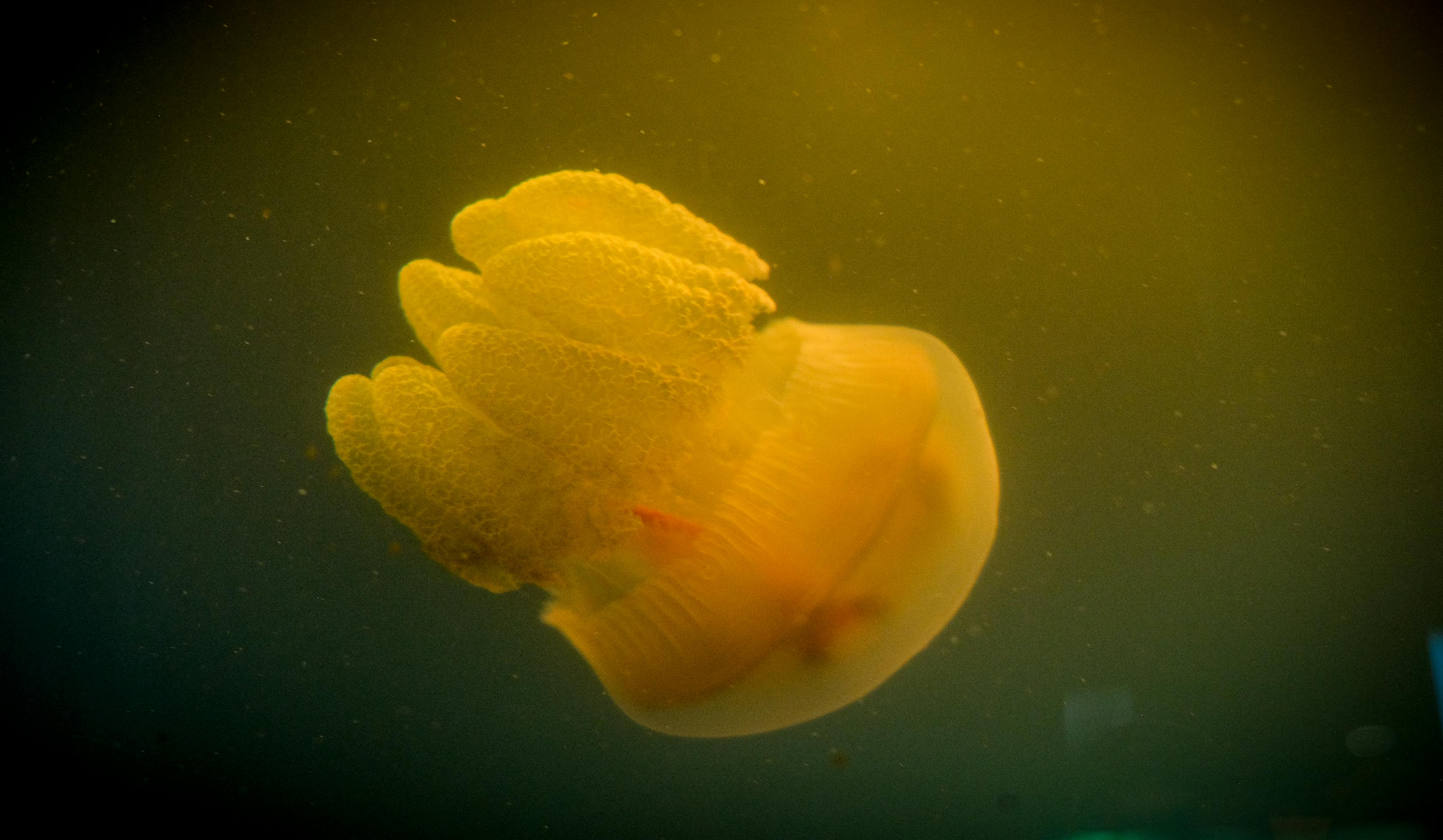 Shallow Focus Photography Of Jellyfish · Free Stock Photo