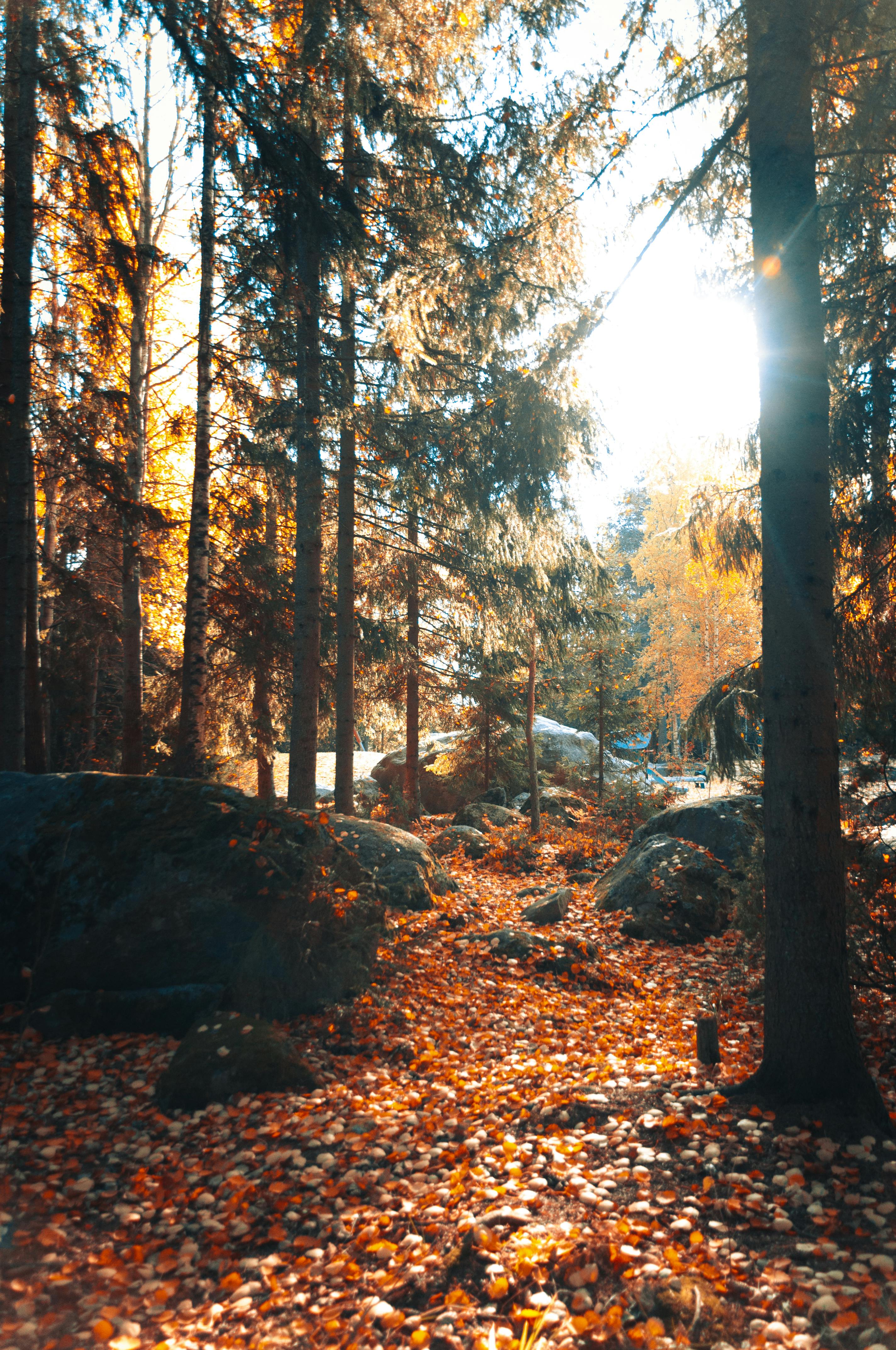 Forest · Free Stock Photo