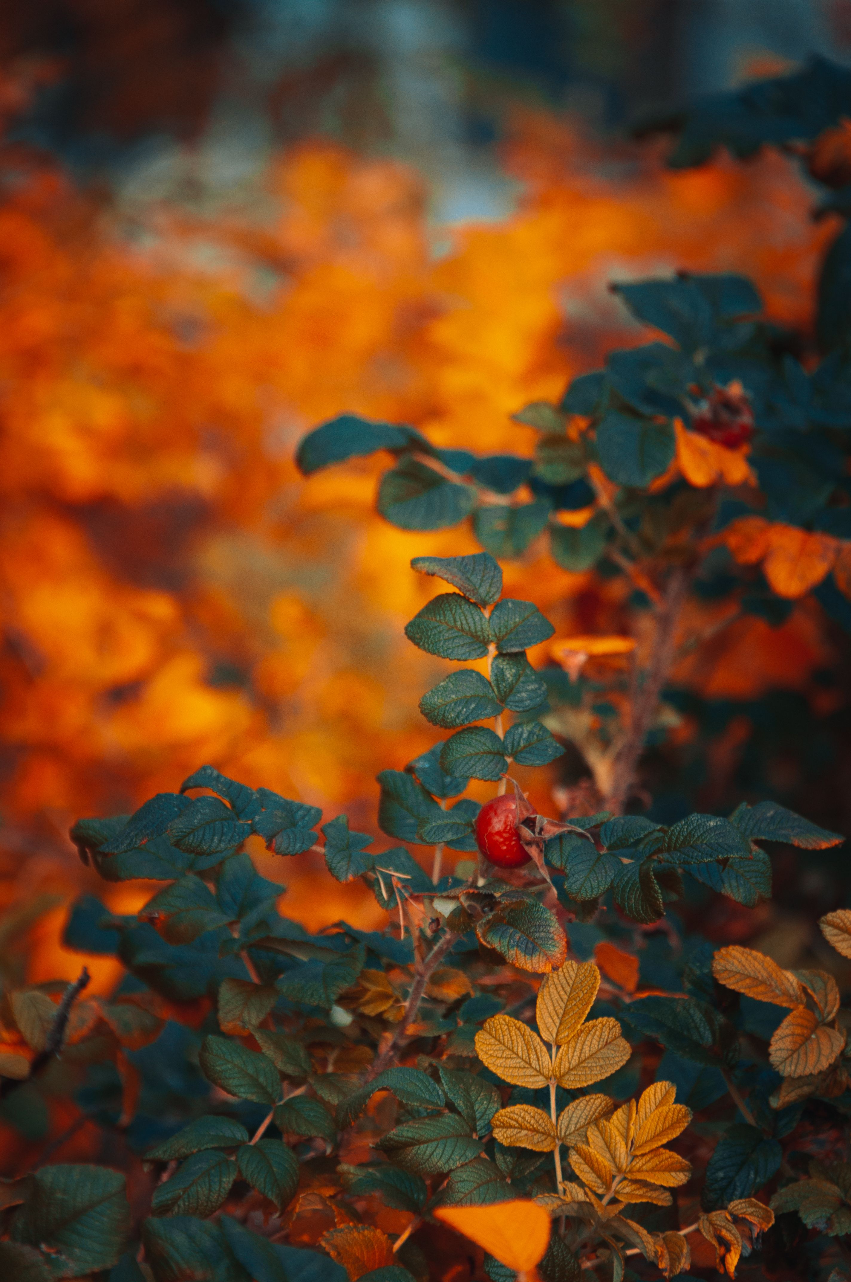 Flowers on Bush · Free Stock Photo