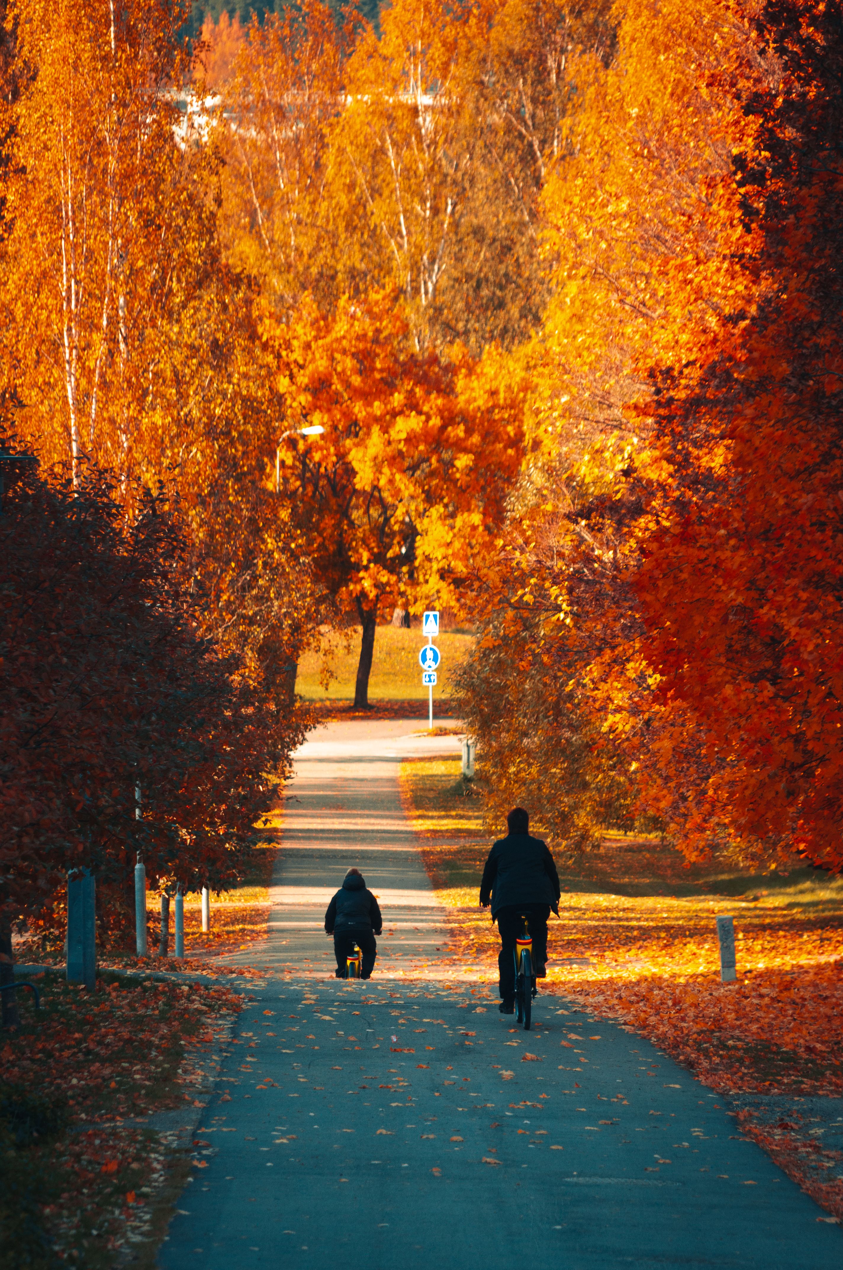 People Walking Under the Golden Yellow Trees · Free Stock Photo