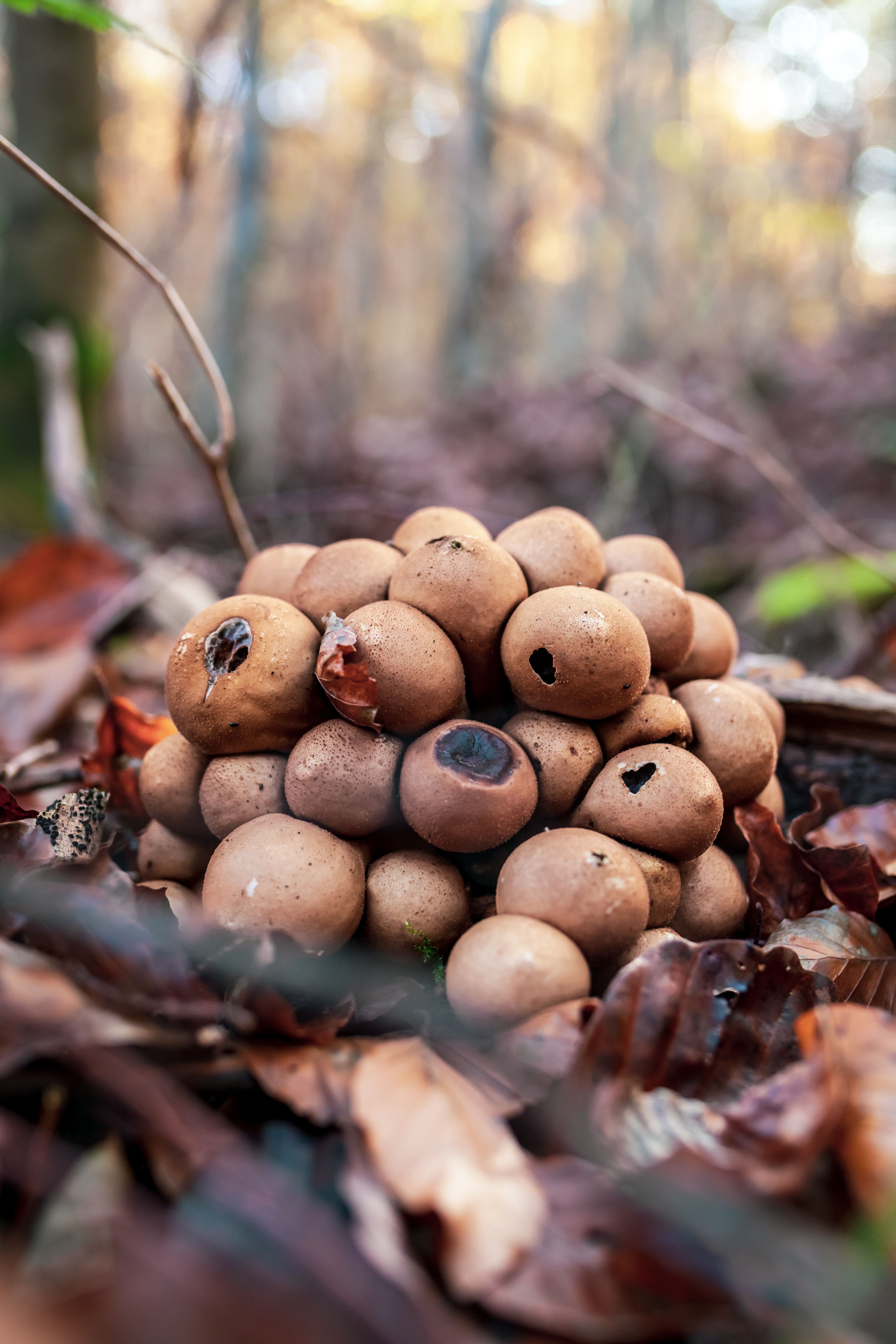 Closeup of Beige Fungi on a Forest Floor · Free Stock Photo