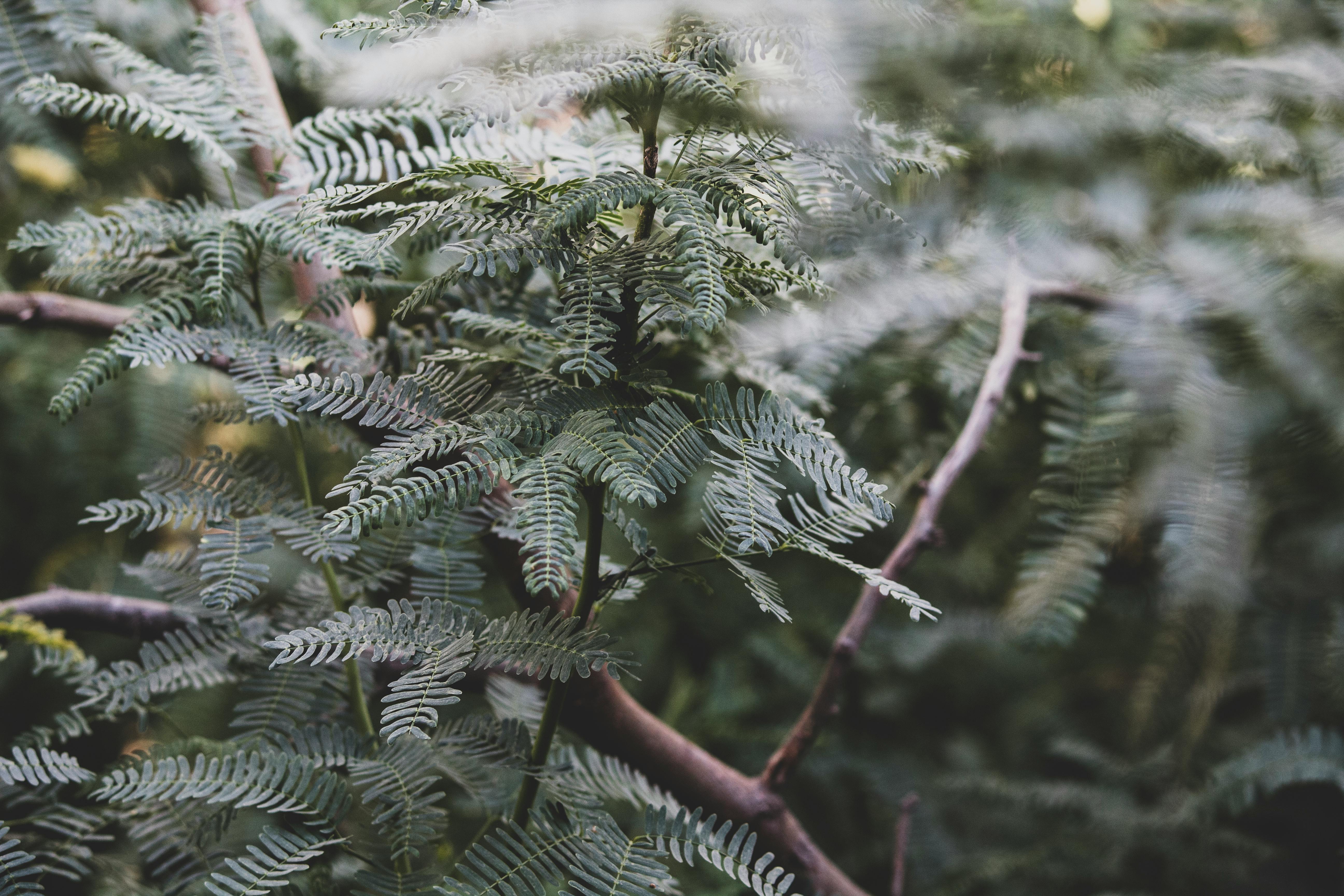 Lead Trees Photos, Download The BEST Free Lead Trees Stock Photos & HD ...