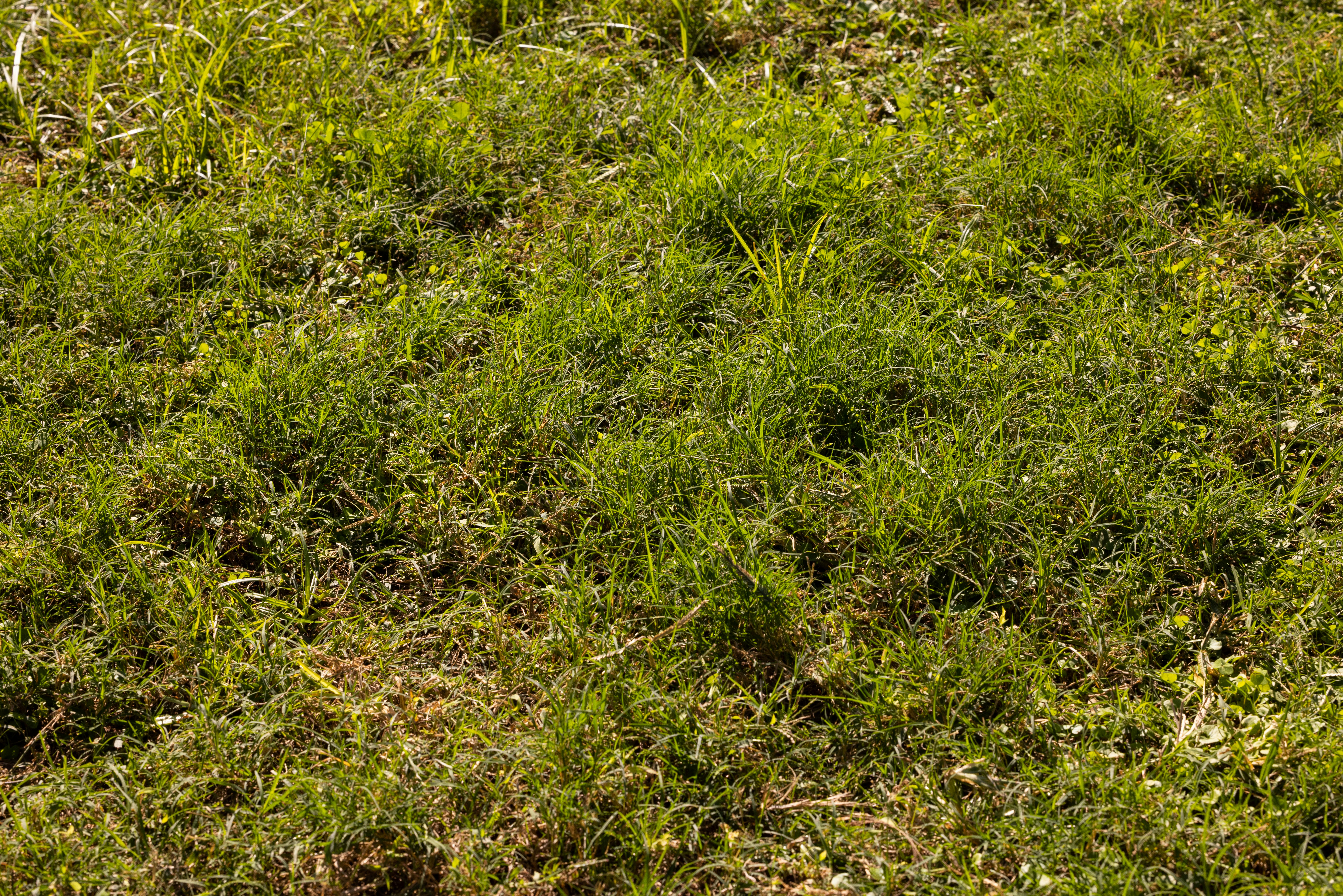 Green Grass on the Ground · Free Stock Photo