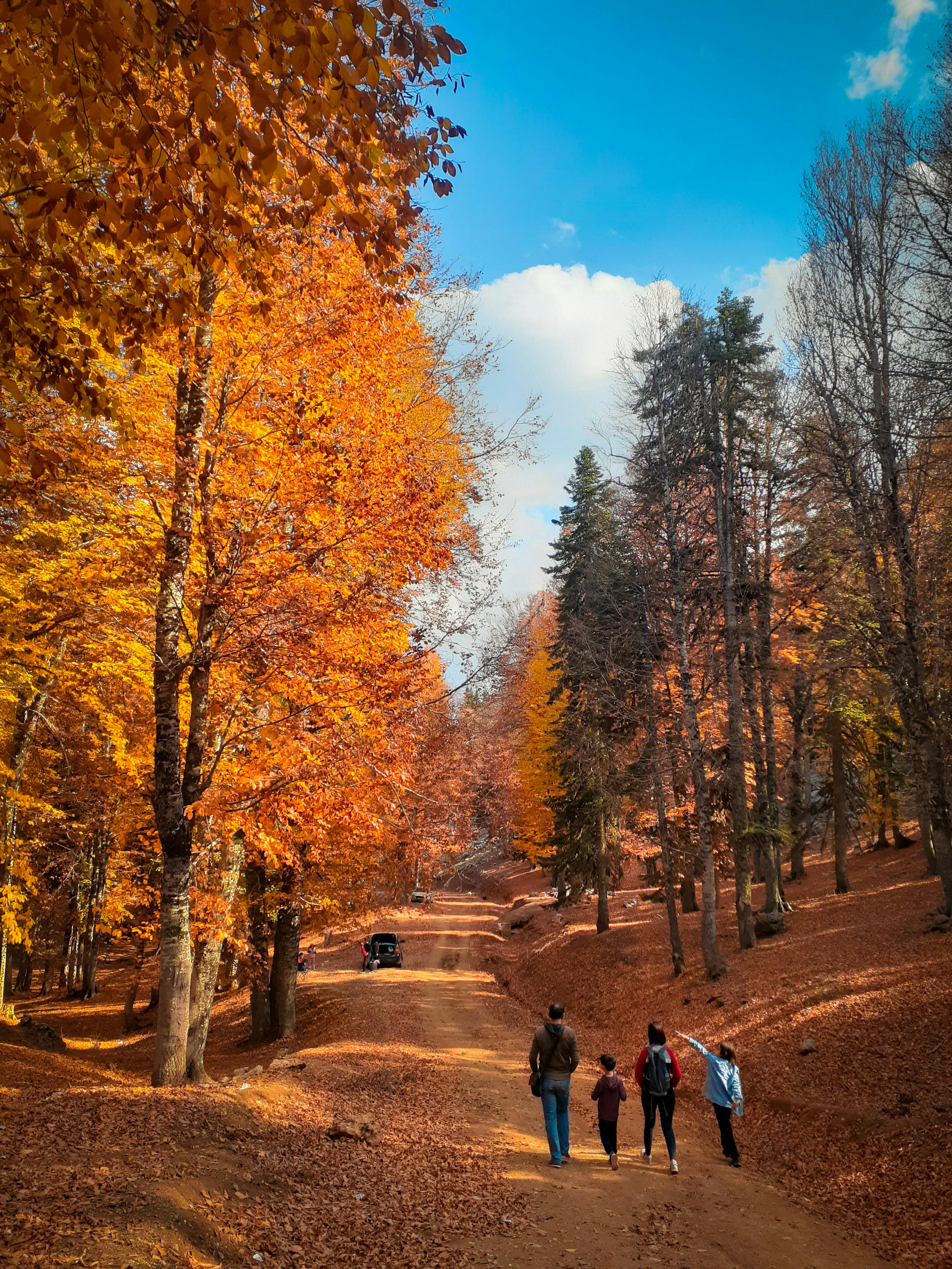 People Walking on the Pathway Between Trees · Free Stock Photo