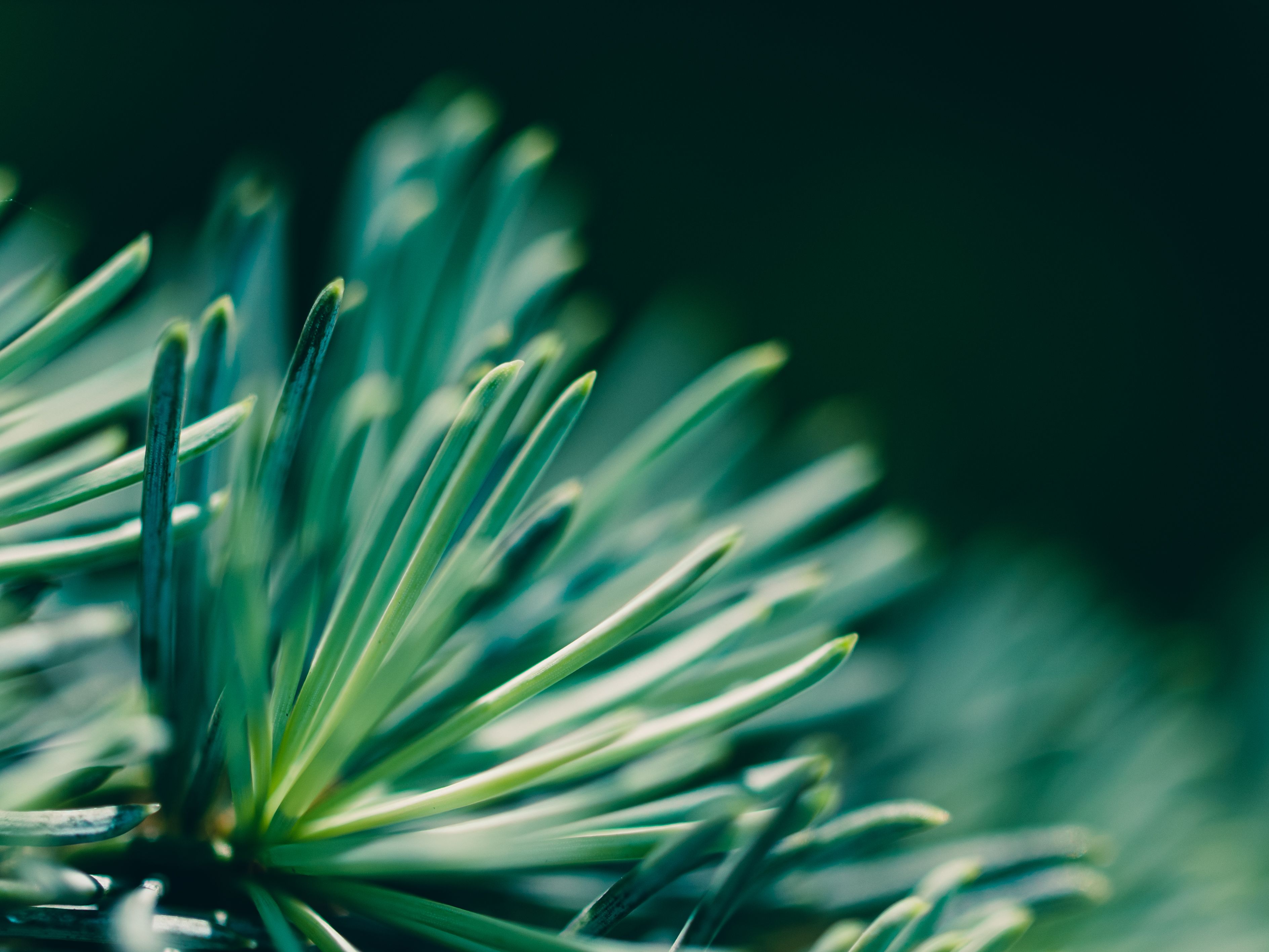 Close-up of a Conifer Tree Branch · Free Stock Photo