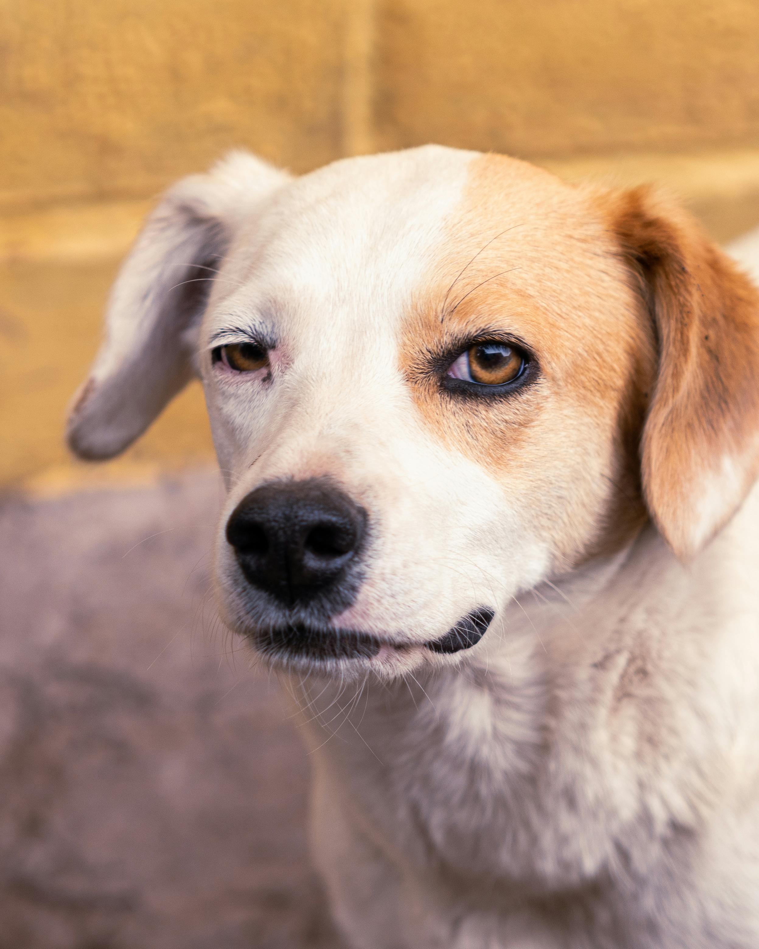 Photo of Dog Biting a Rope · Free Stock Photo