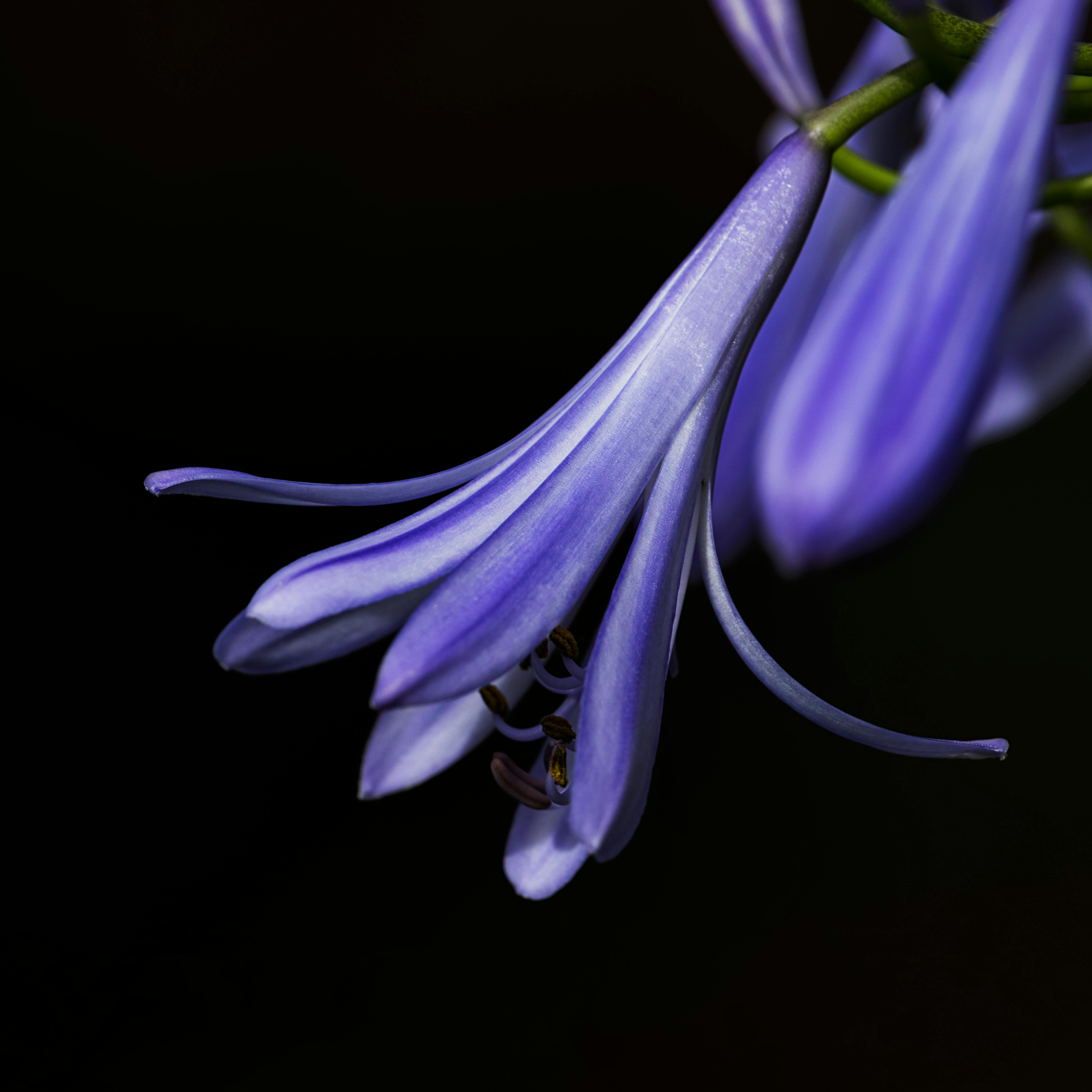 Blue Flower in Close Up Photography · Free Stock Photo