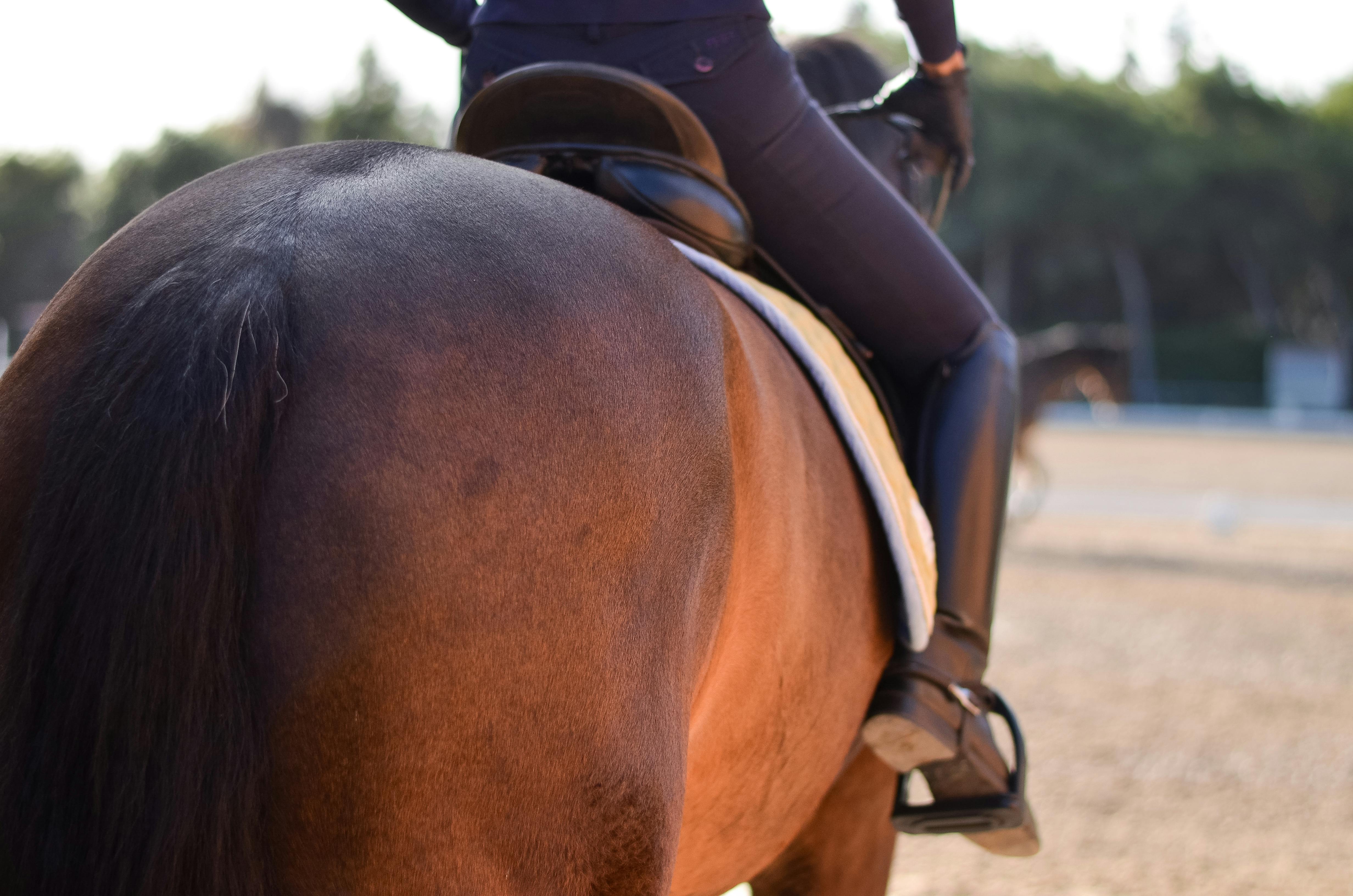 Free stock photo of horse, horse rider, horse riding