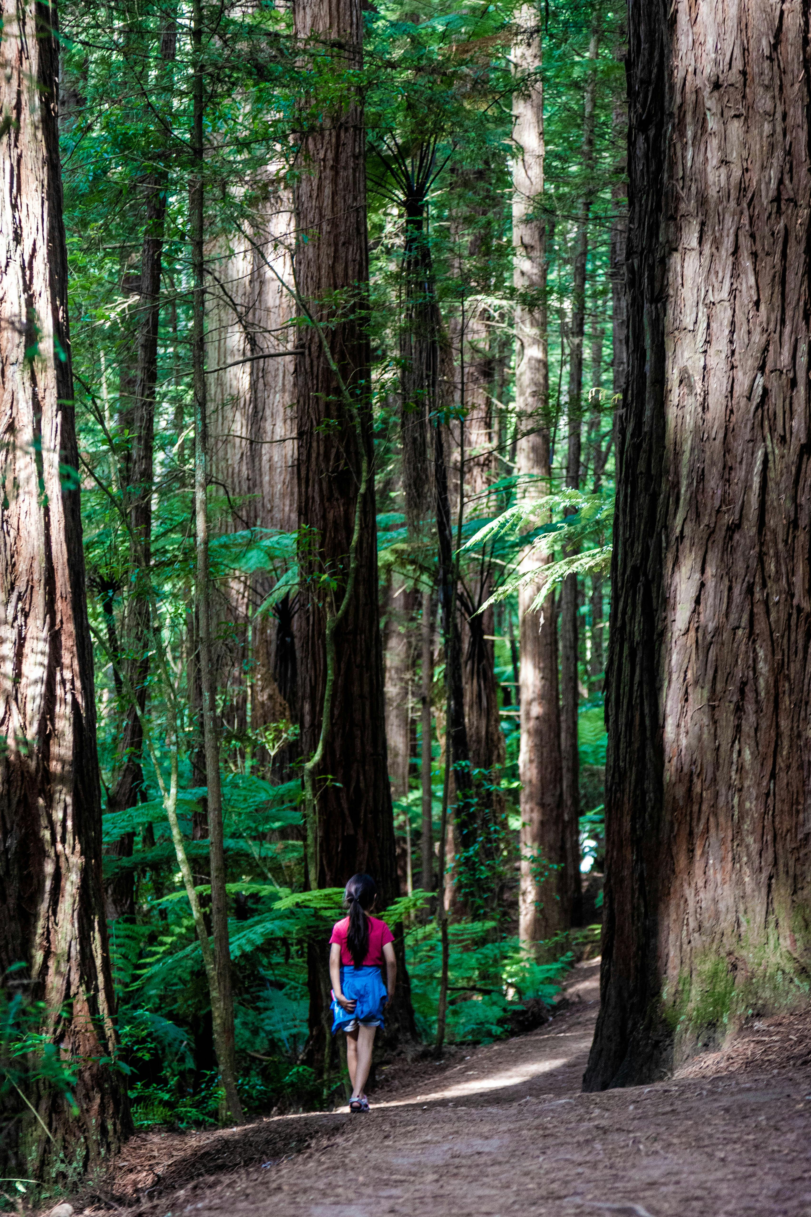 A Back View of a Person Walking Between Green Trees · Free Stock Photo