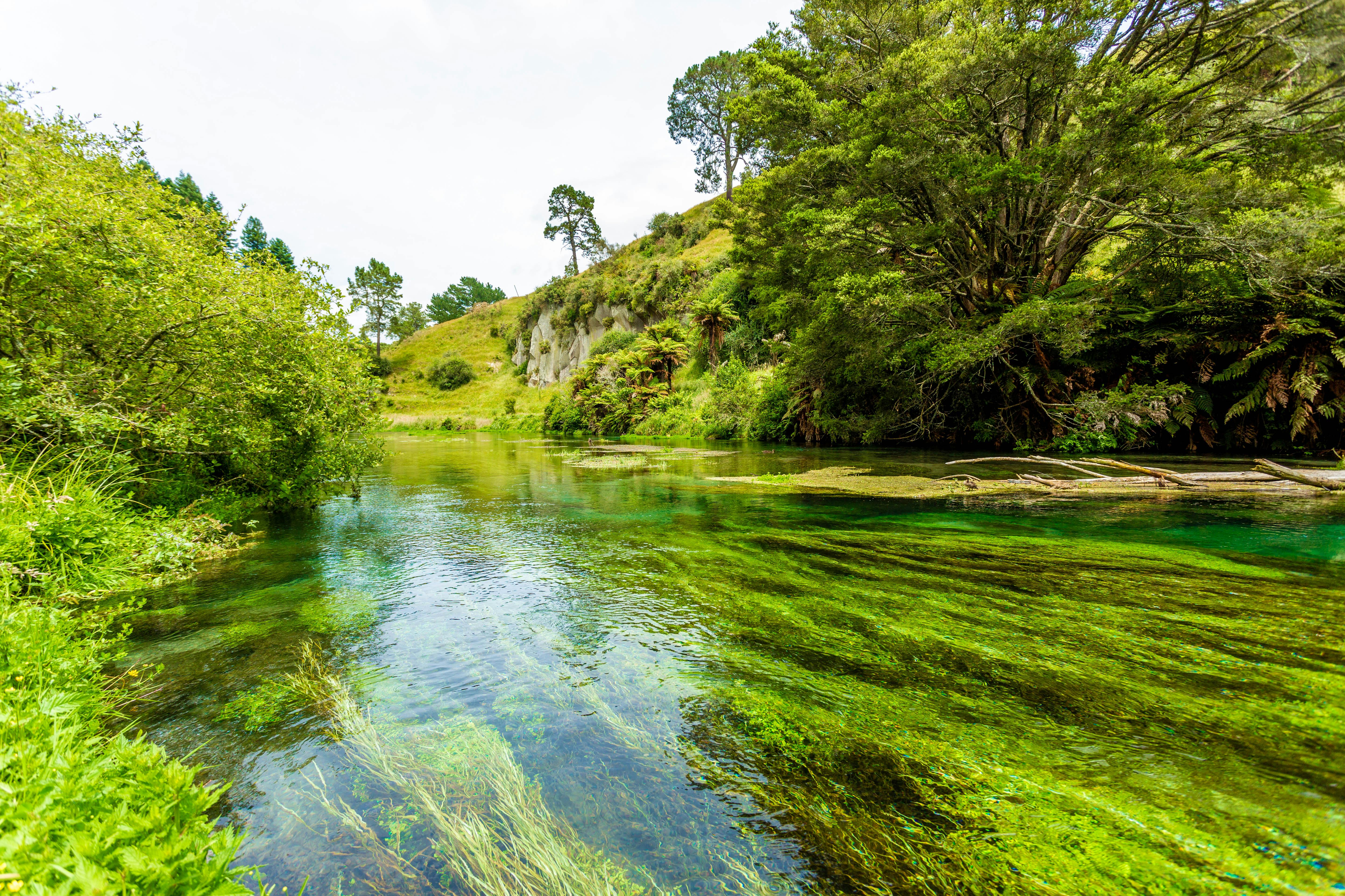 Tree Beside a River · Free Stock Photo