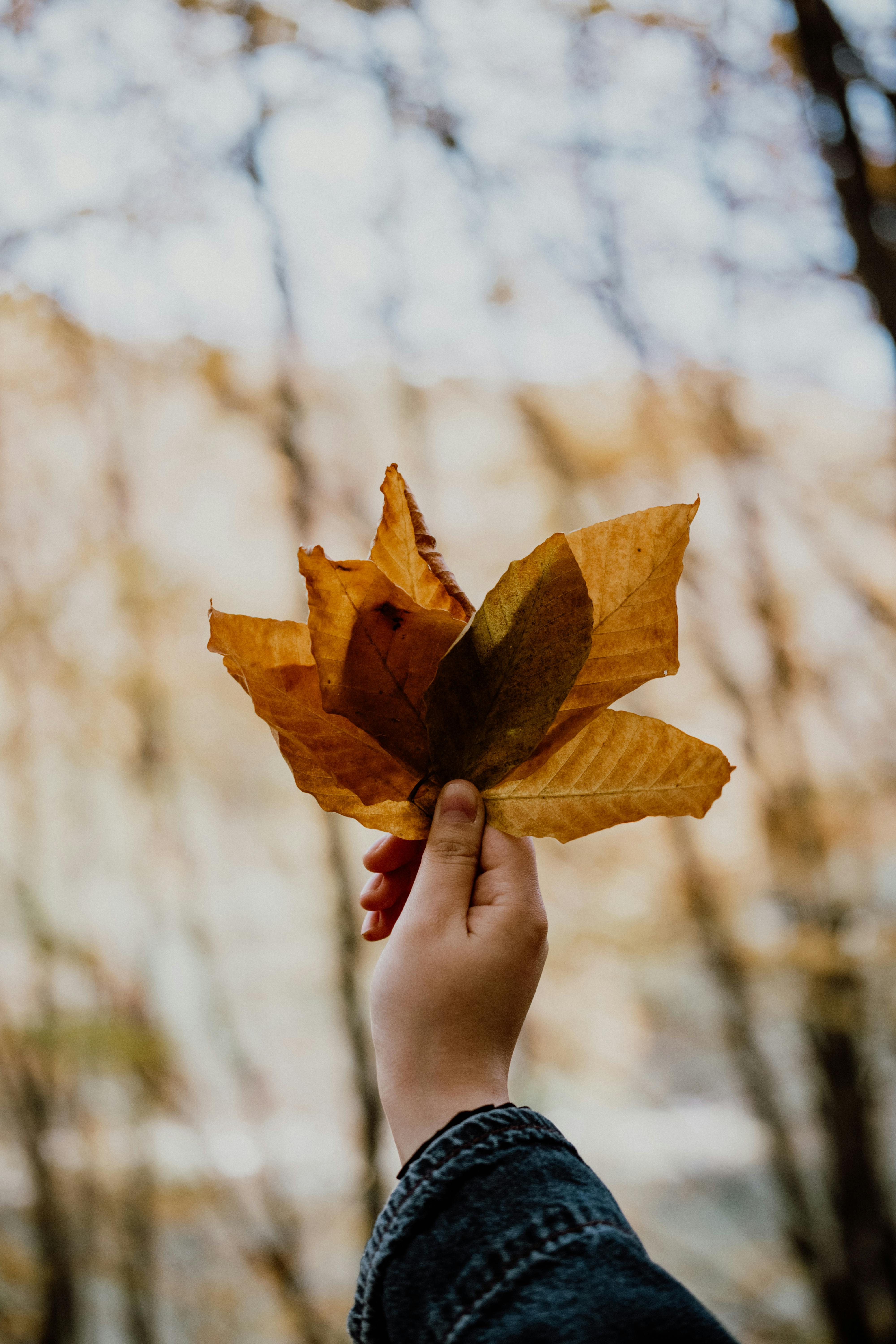 Close-Up View of Hand Holding Autumn Leaves · Free Stock Photo