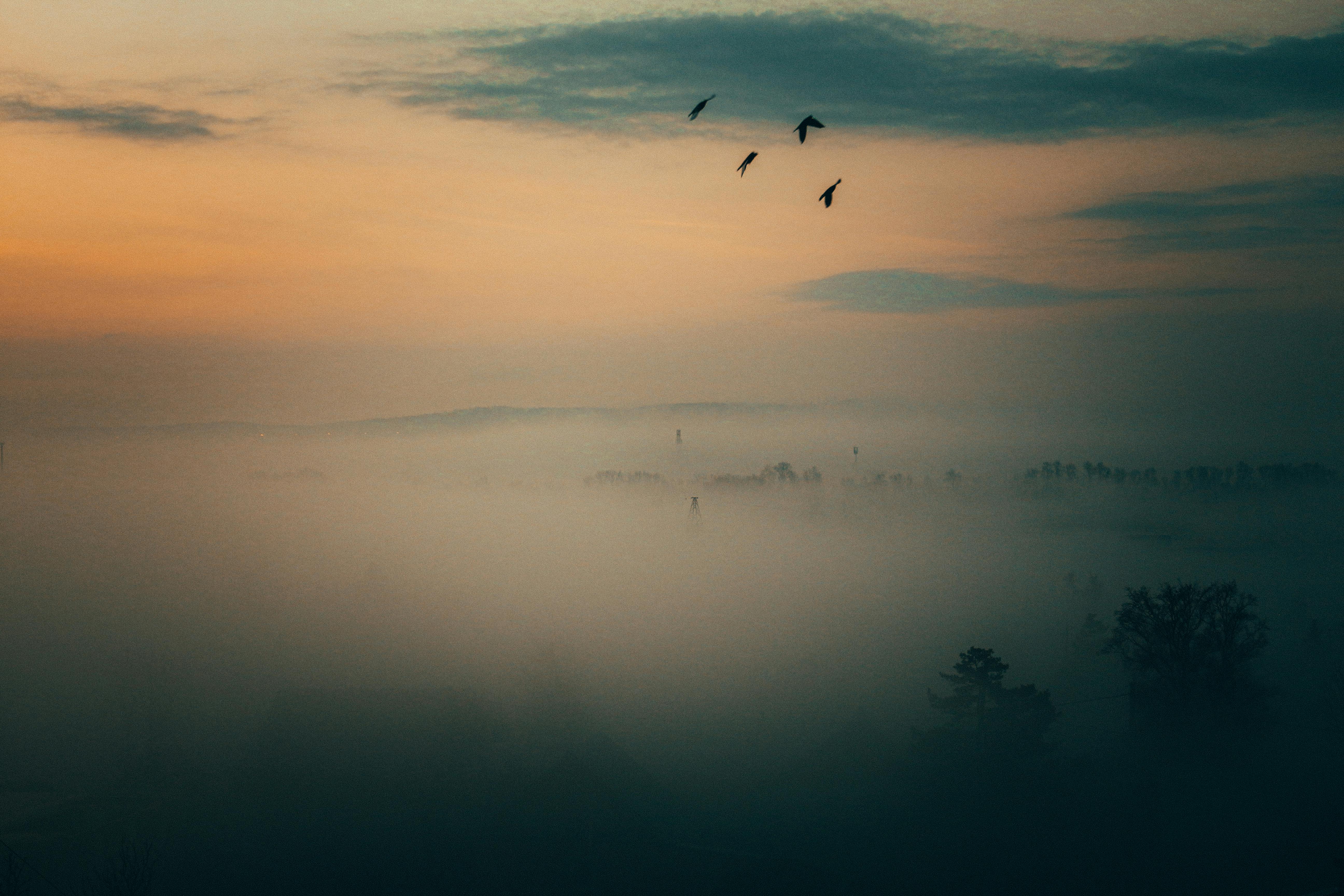 Birds Flying over Landscape in Fog at Dawn · Free Stock Photo