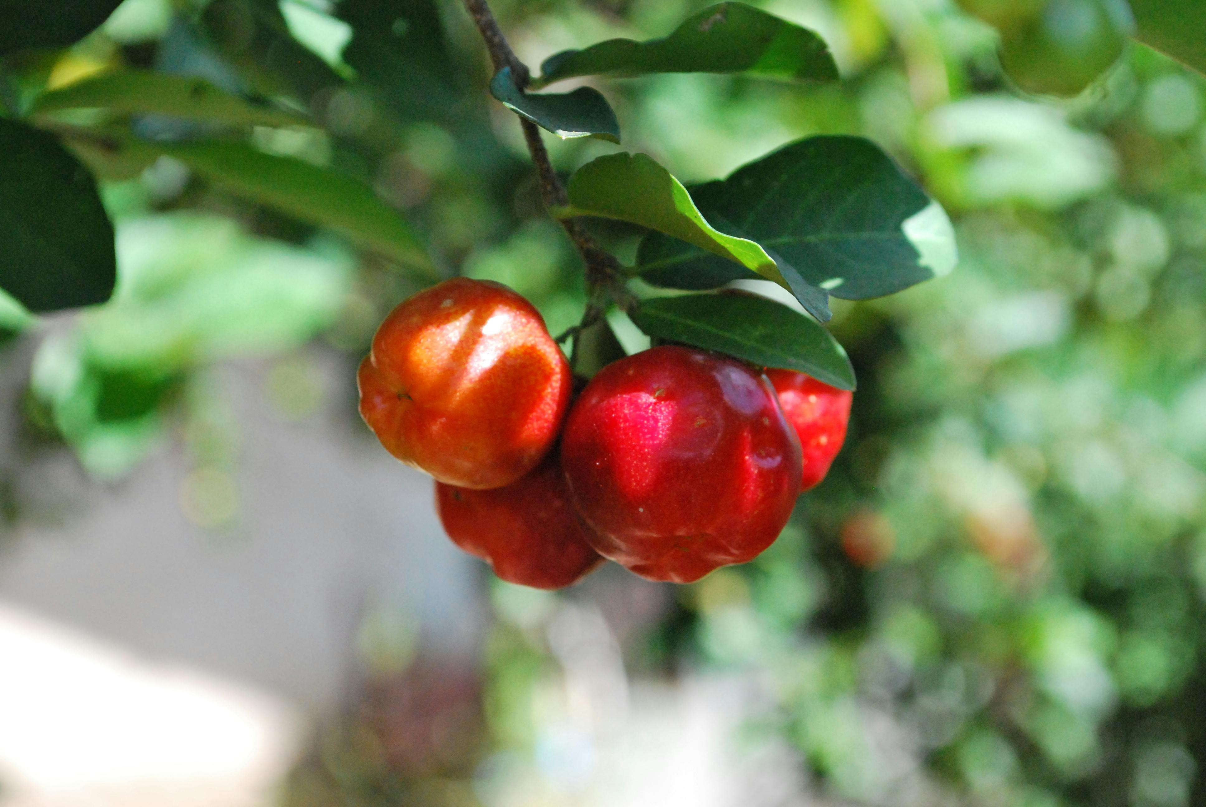 Free stock photo of acerola, fruta, fruta vermelha