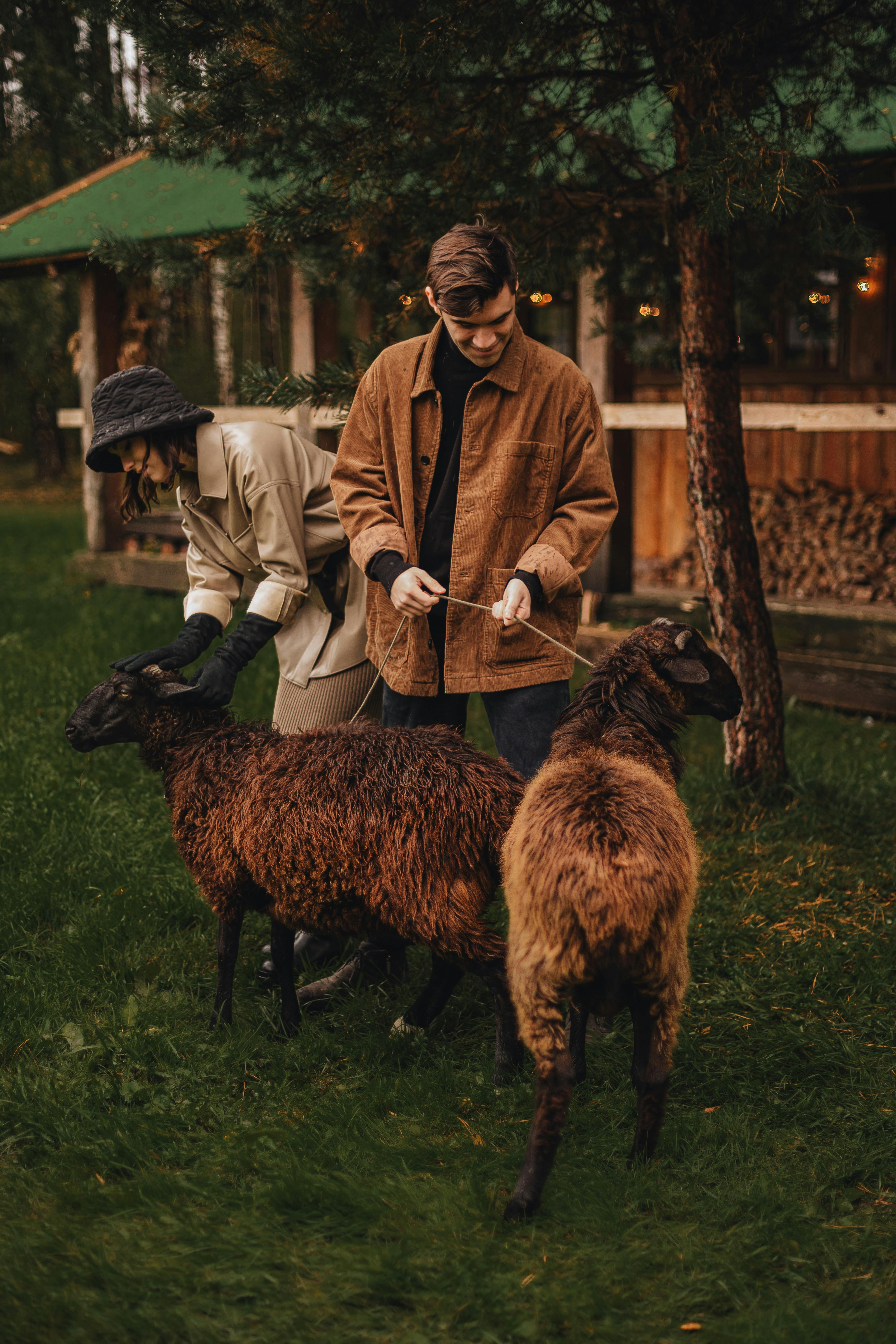 Cast Down Sheep Photos, Download The BEST Free Cast Down Sheep Stock ...