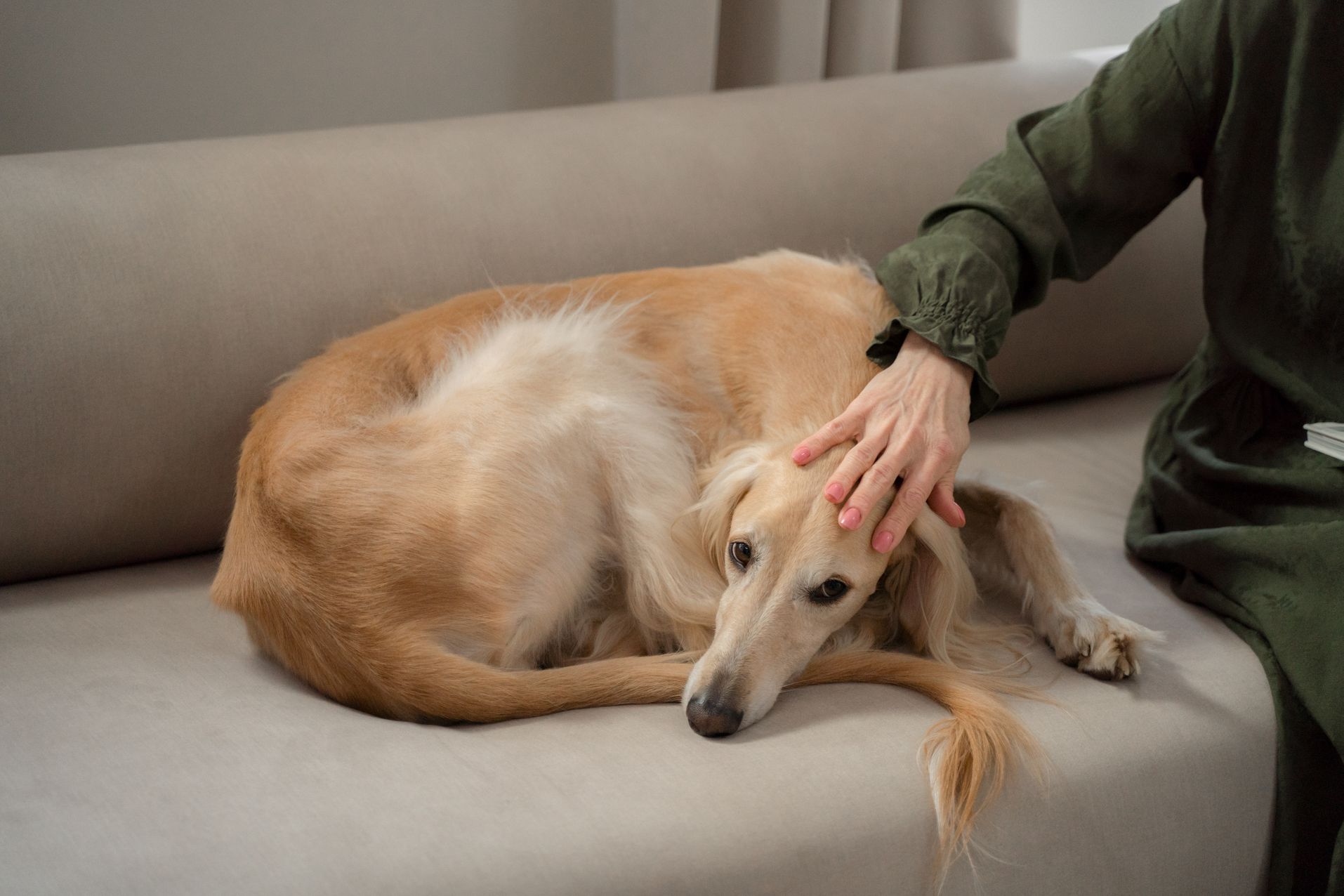 Meet the Greyhound and Lab Mix: Perfect Family Pet?