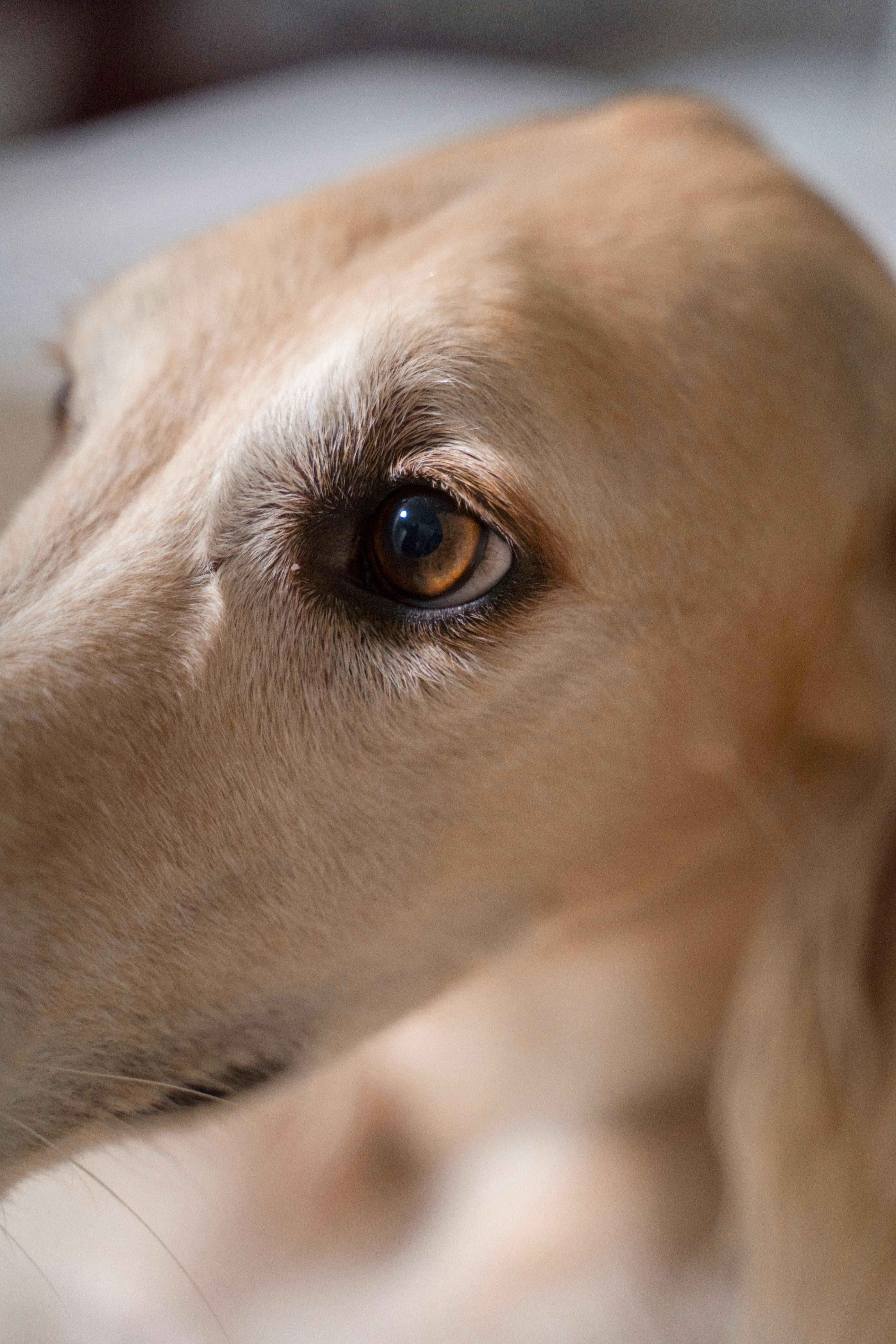 Focus on the Eye of a Dog · Free Stock Photo