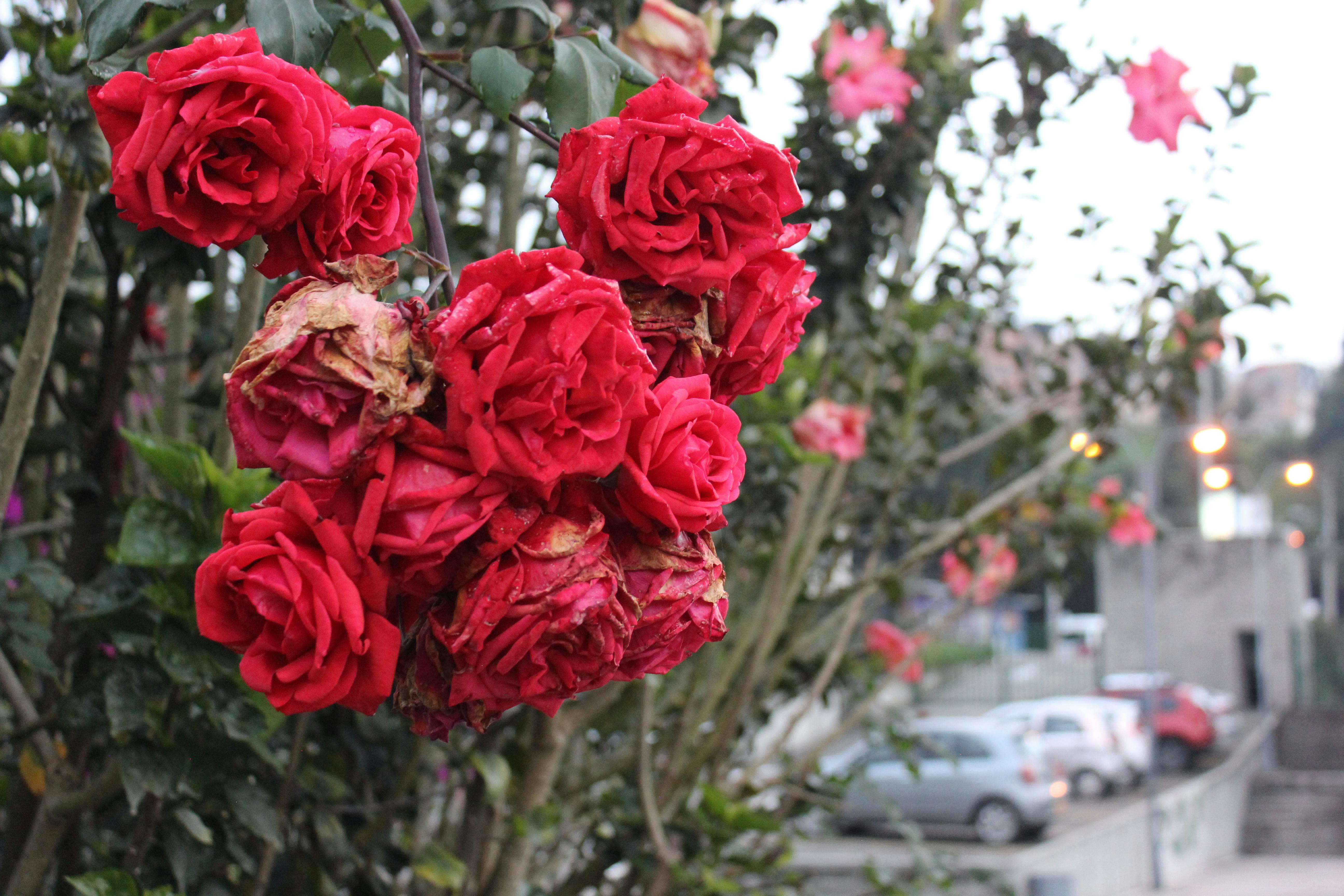 Free stock photo of flores, flower, flowers