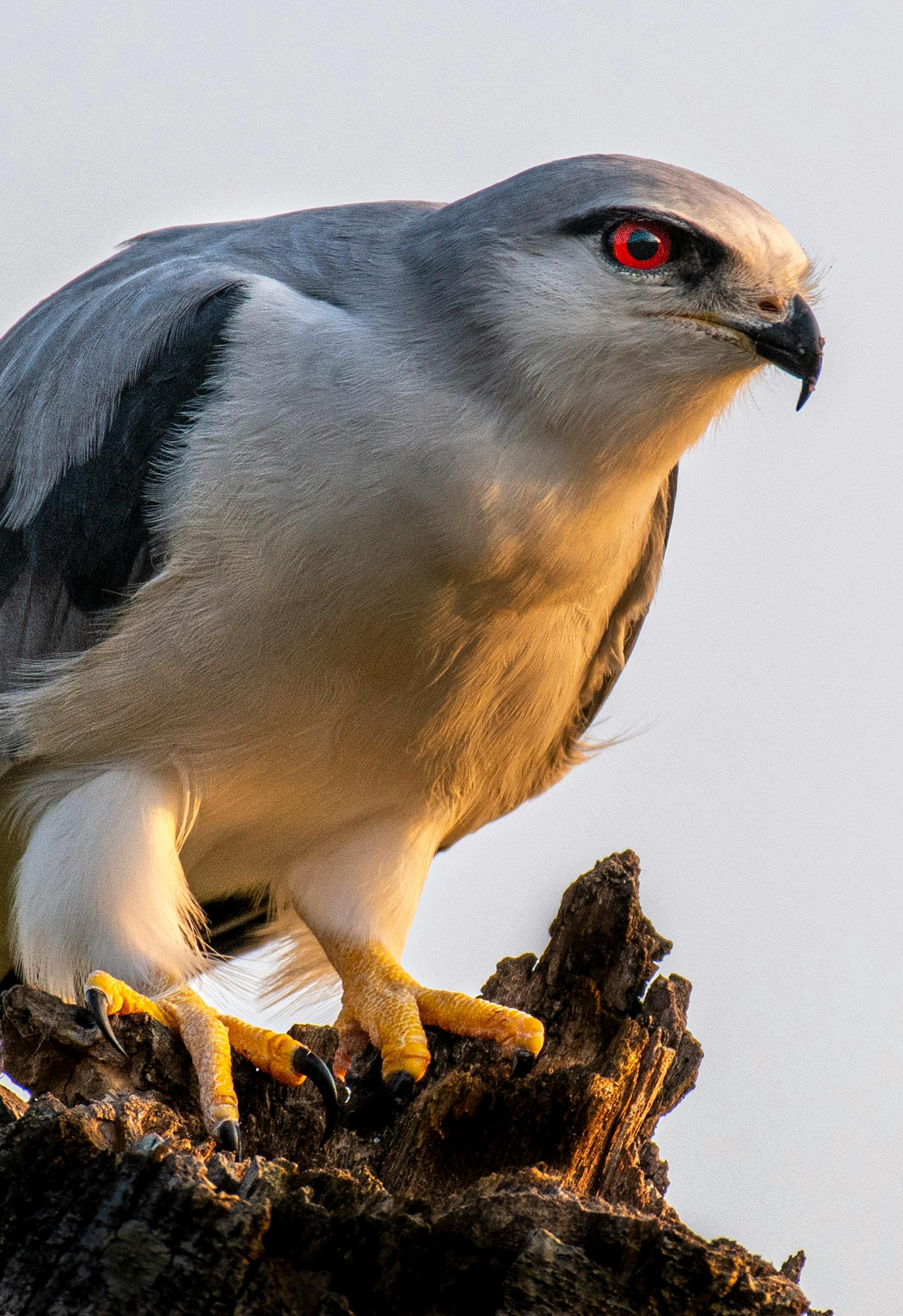 A Hawk Perched on a Branch · Free Stock Photo