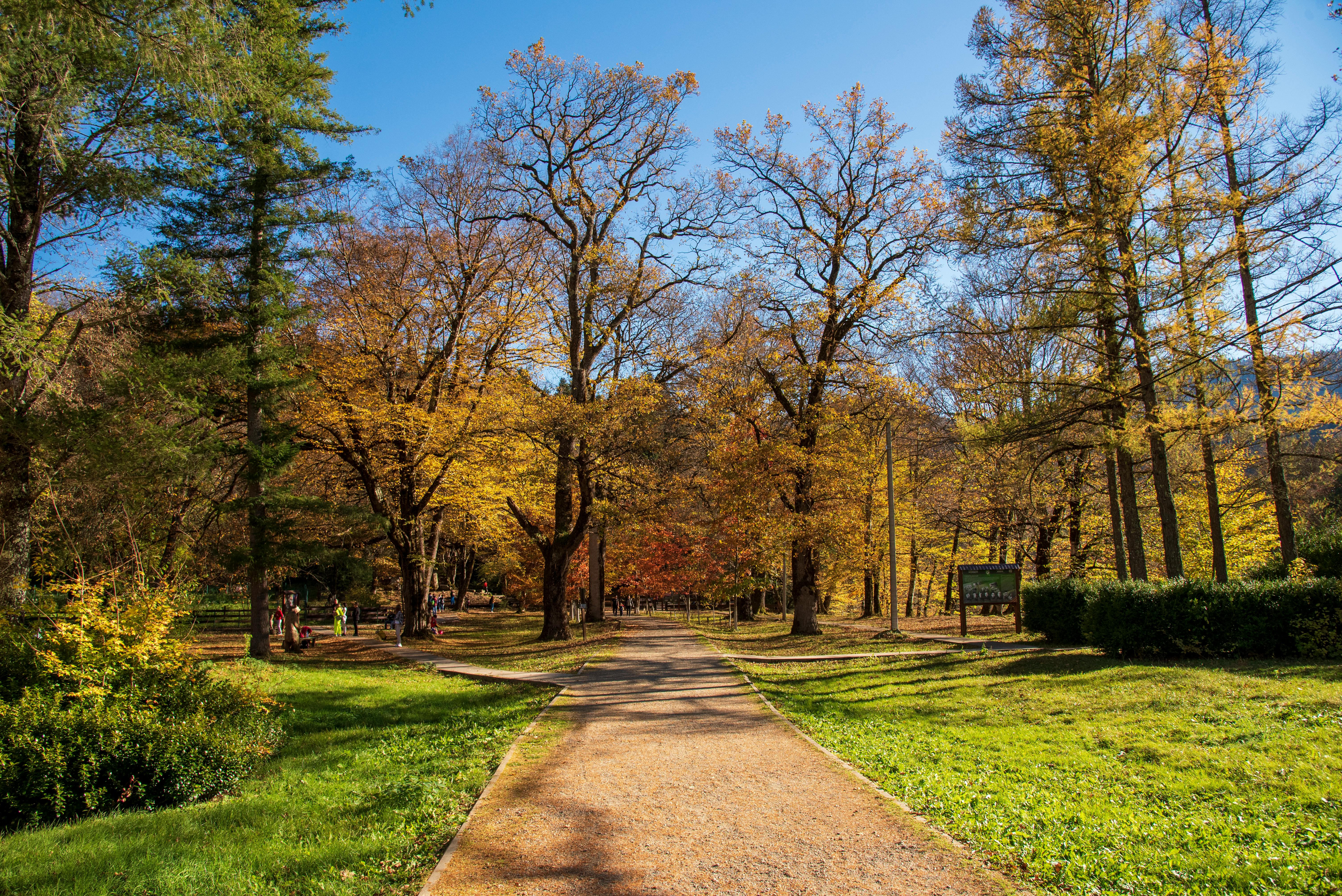 Pathways in the Park · Free Stock Photo