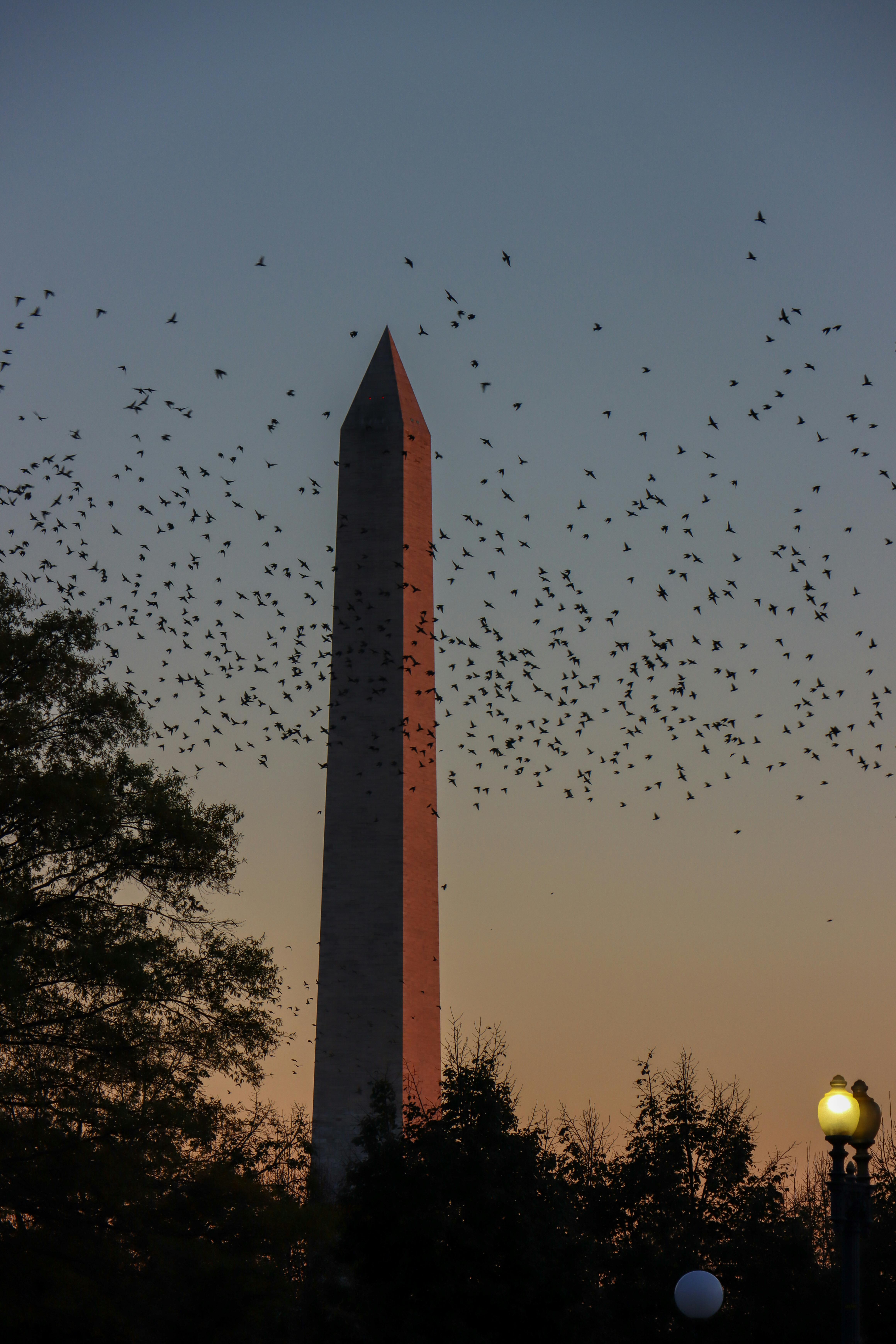 Birds Flying Near a Building · Free Stock Photo