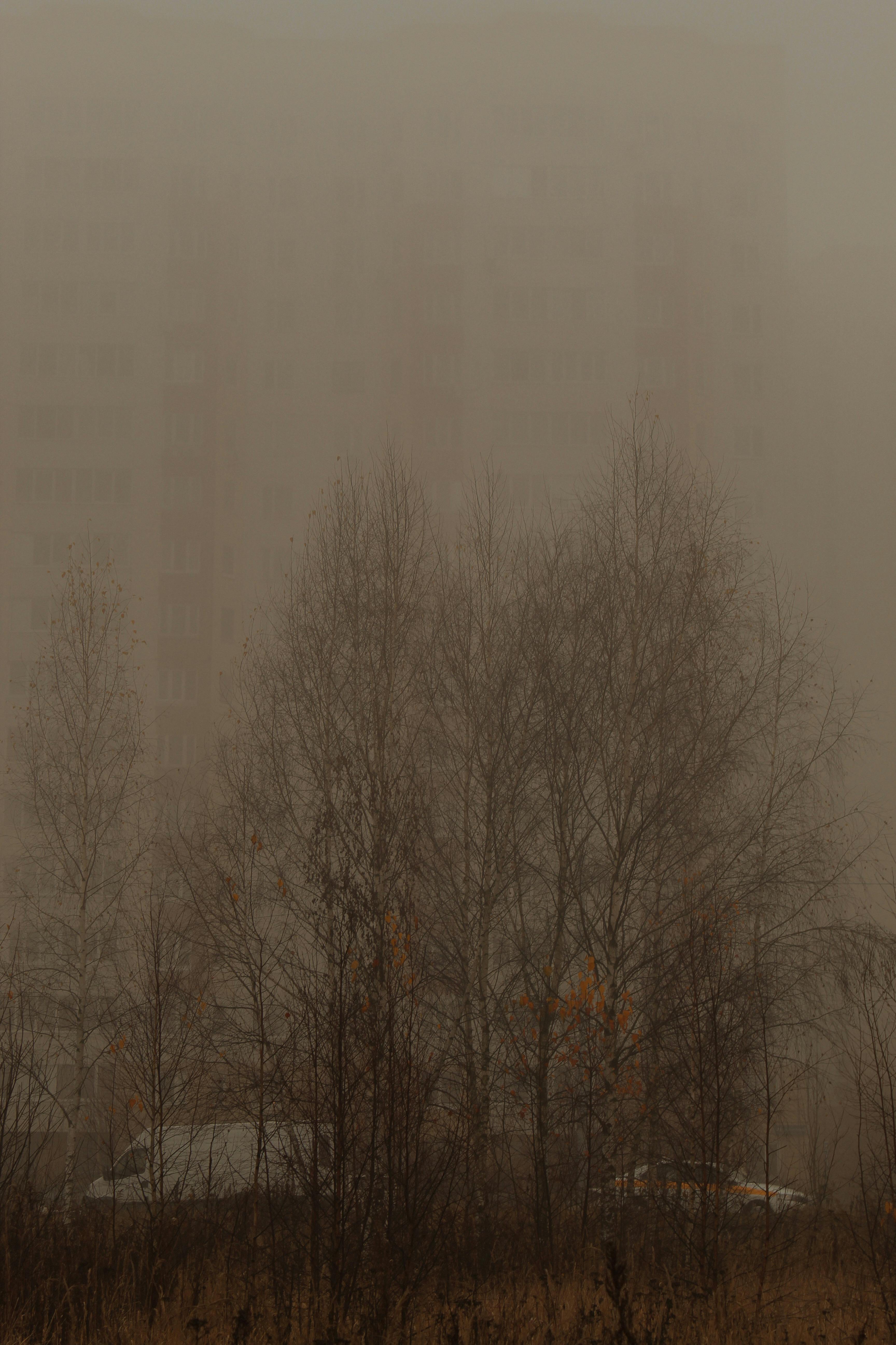 Bare Trees near a Building During Foggy Day · Free Stock Photo