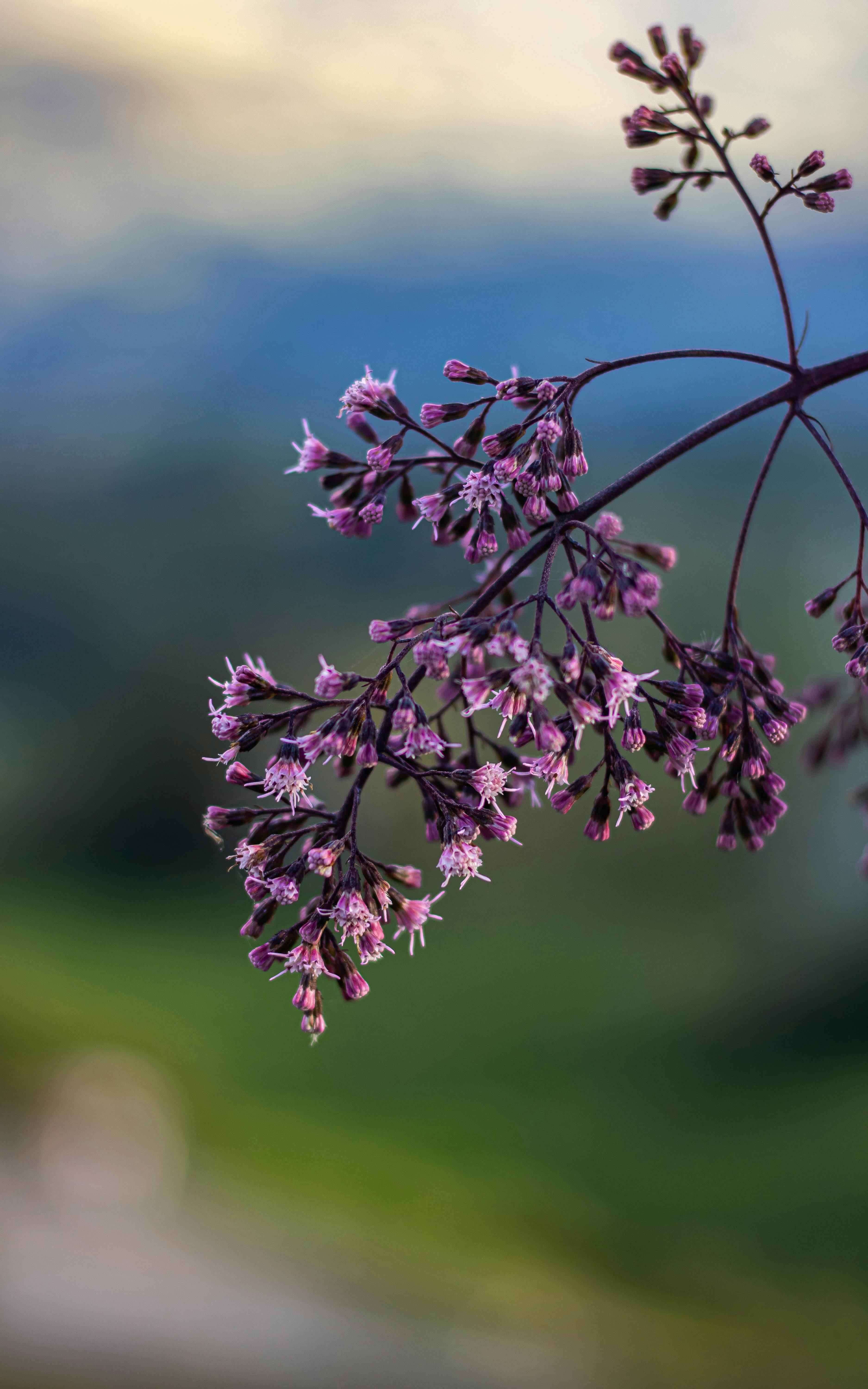Small Lavender Flowers in Close-up Shot · Free Stock Photo