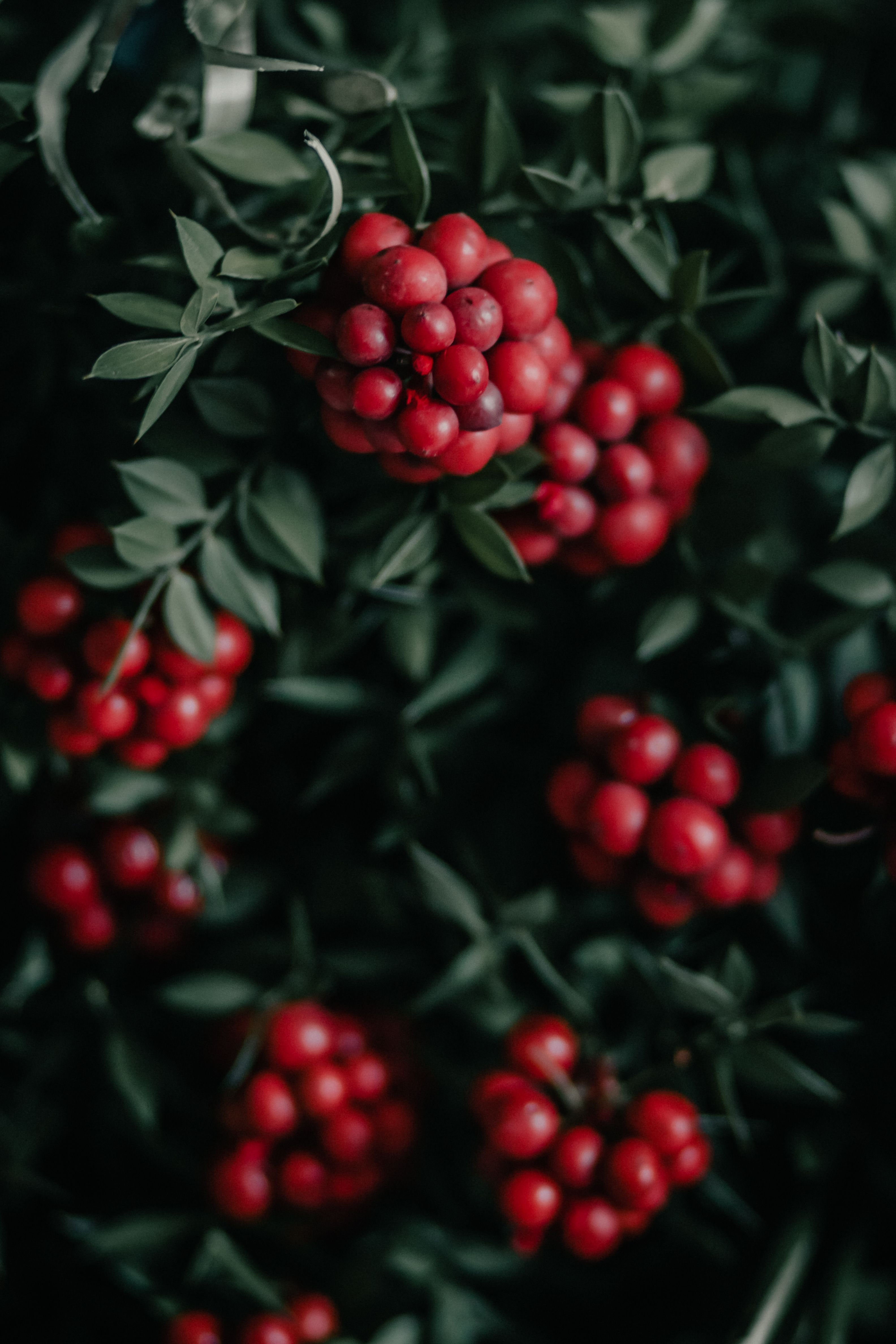 Close-Up Photograph of Red Berries · Free Stock Photo