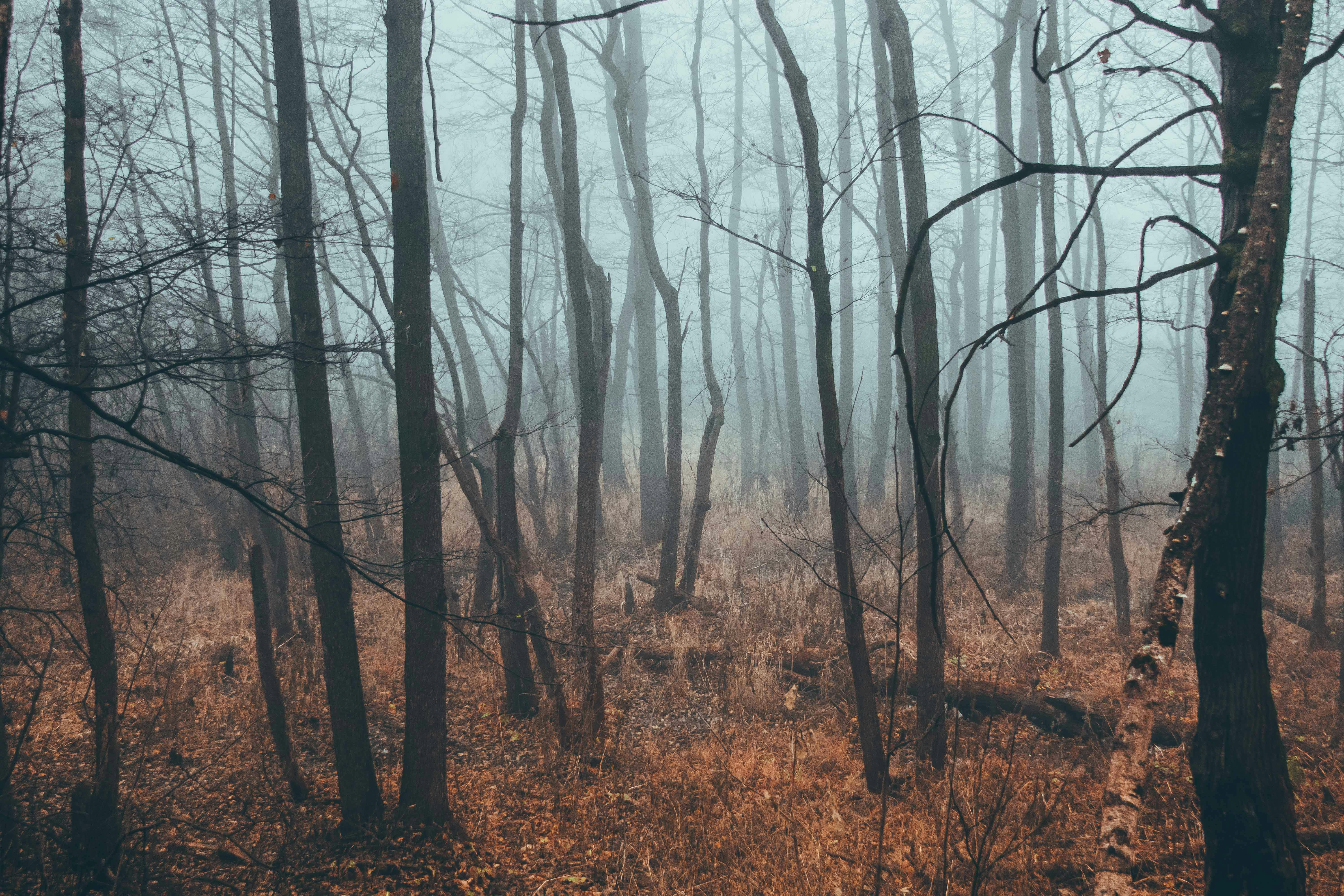 A Leafless Trees on the Forest · Free Stock Photo