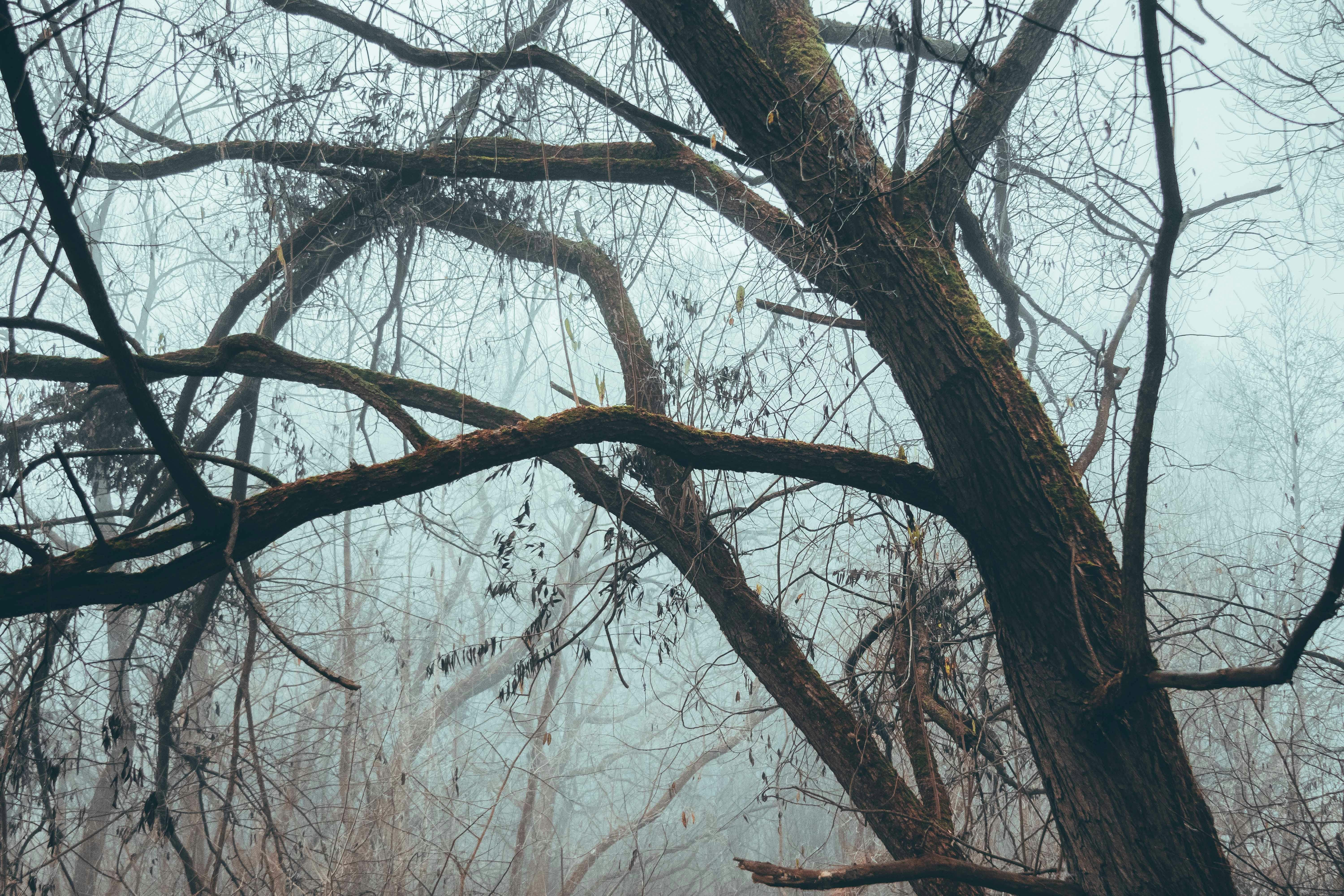Photo of a Dry Tree · Free Stock Photo