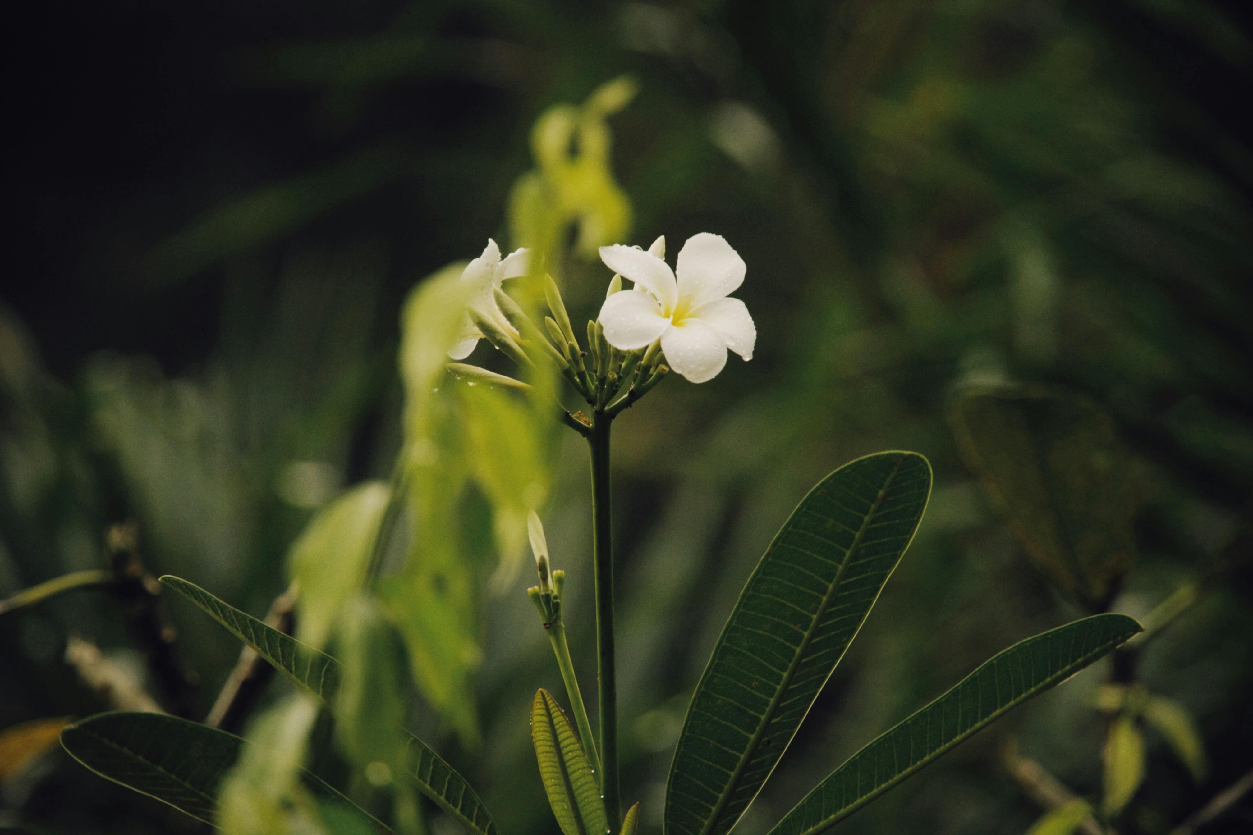 Calachuchi Photos, Download The BEST Free Calachuchi Stock Photos & HD ...