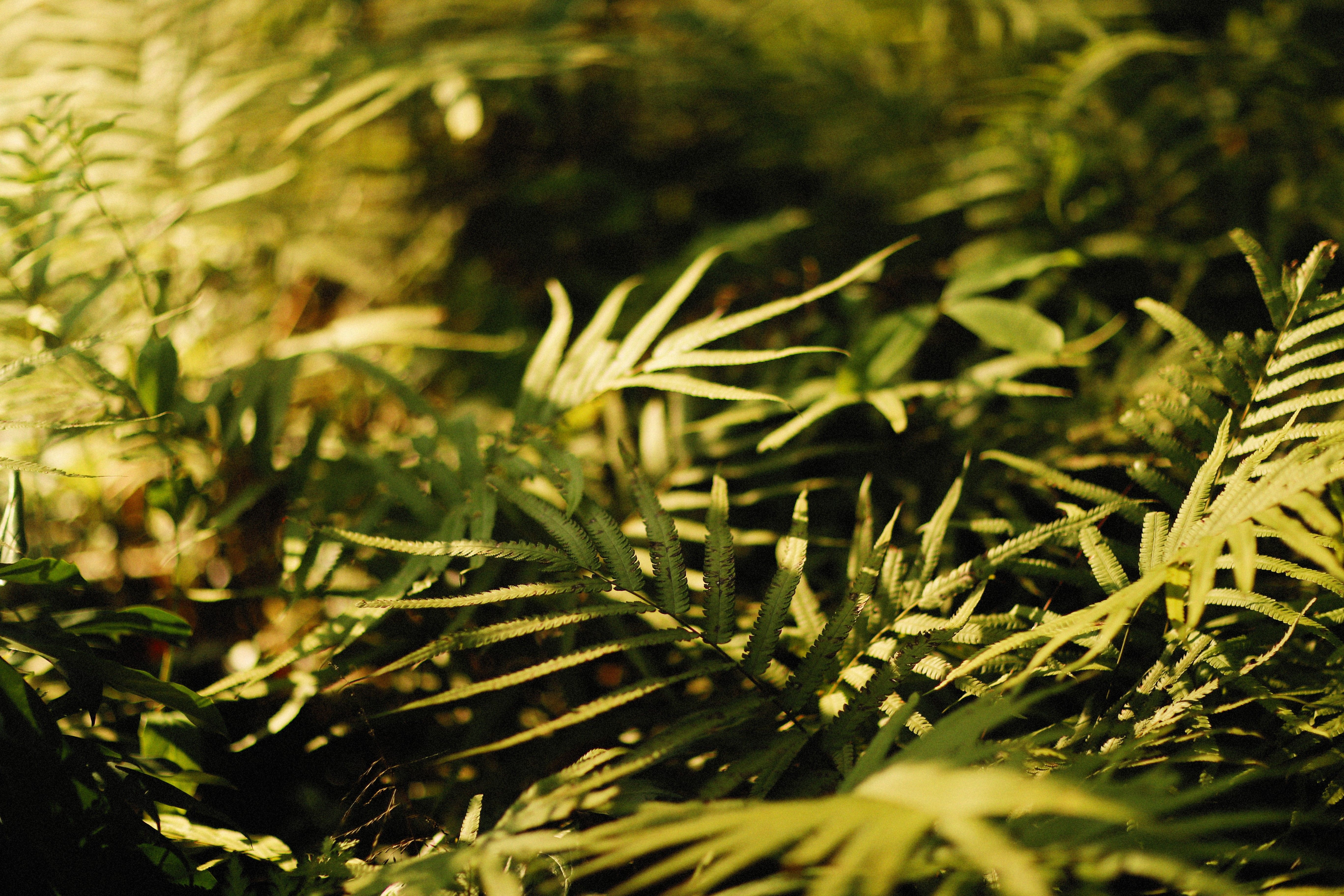 Close-up of a Conifer Tree Branch · Free Stock Photo