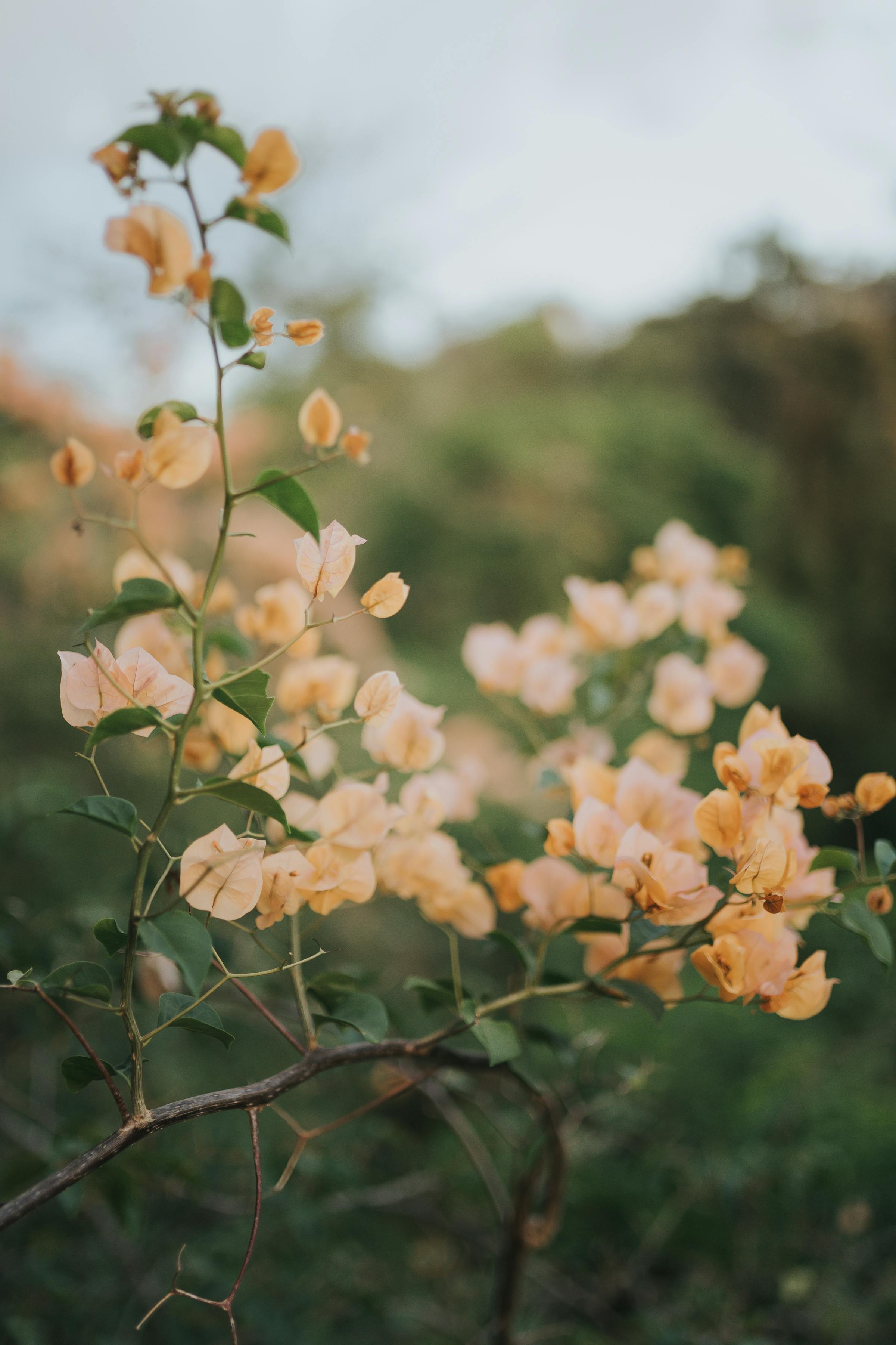 Donna - Photography