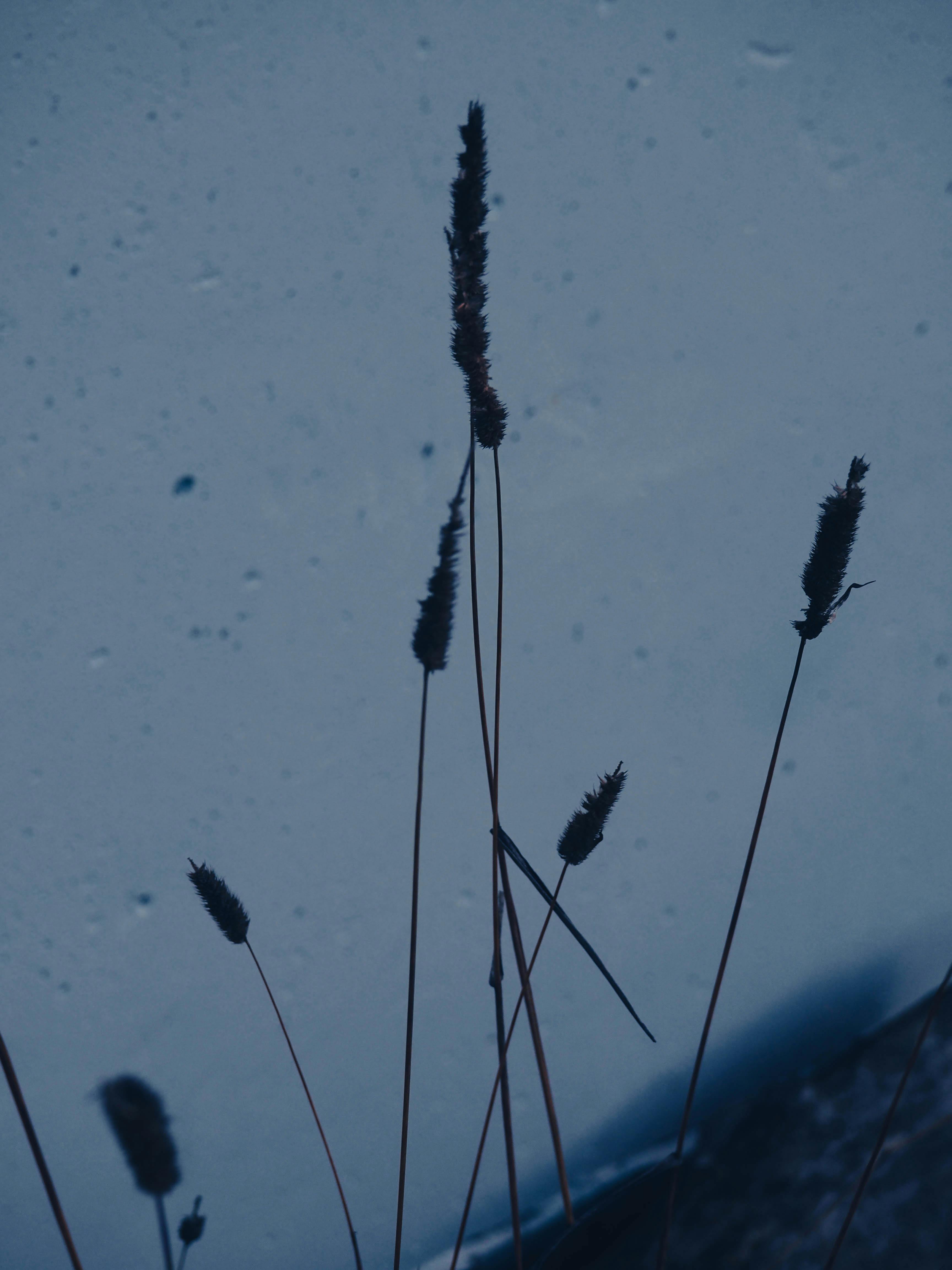 Cyanotype Art of Various Plants and Flowers · Free Stock Photo