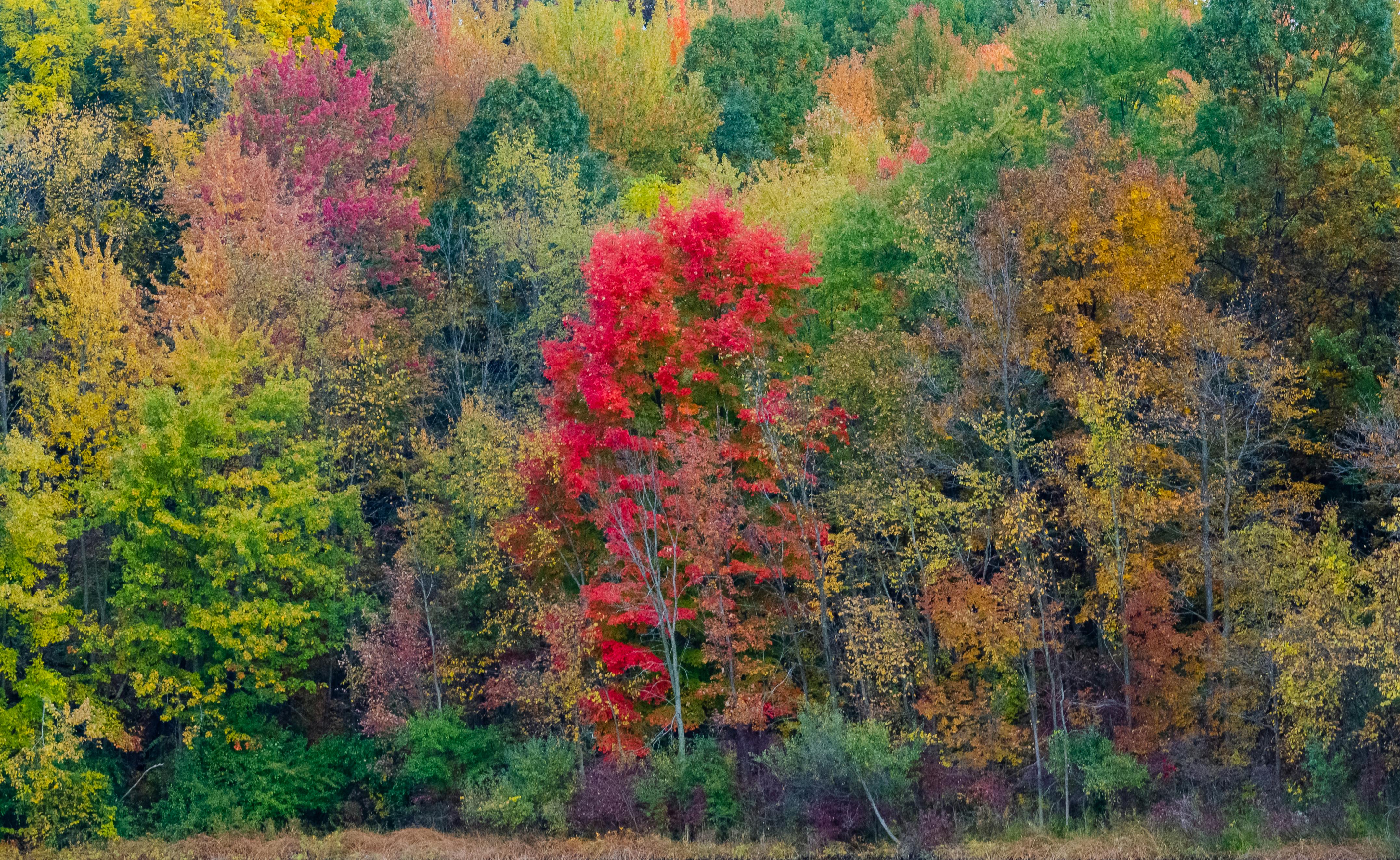 Tall Trees During Autumn Season · Free Stock Photo