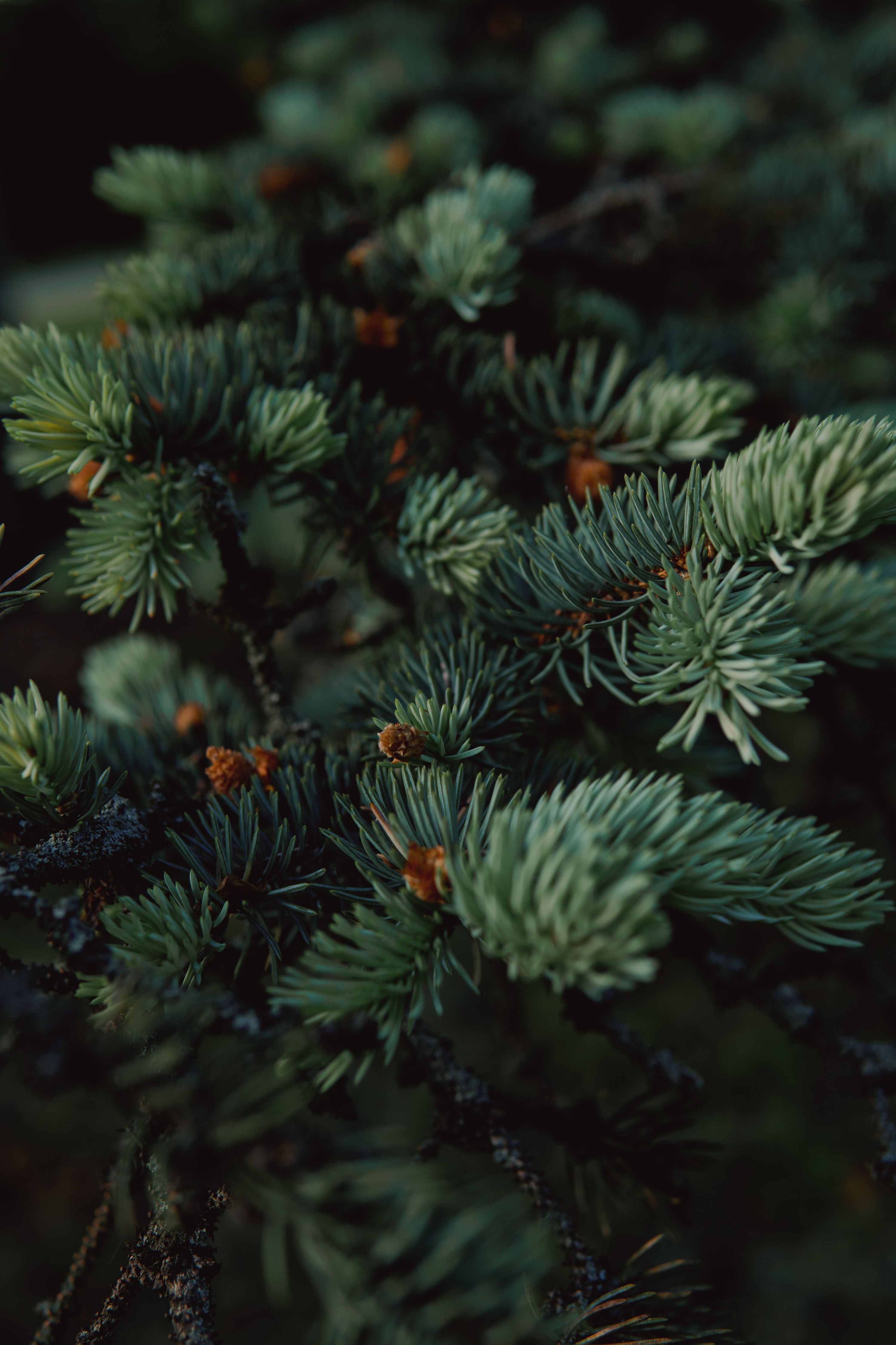 Branches of Atlas Cedar Tree · Free Stock Photo