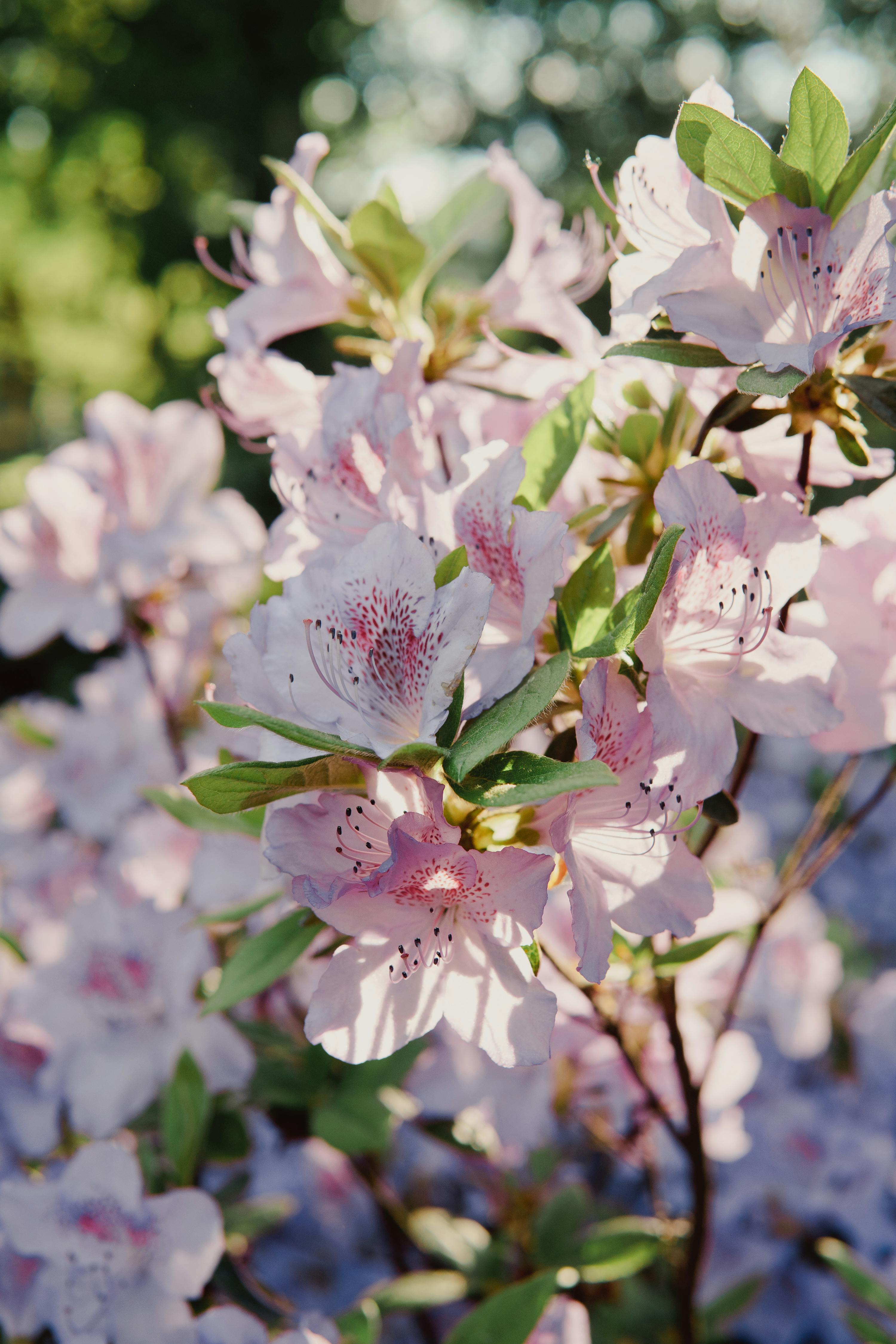 Azalea Flowers with Green Leaves · Free Stock Photo