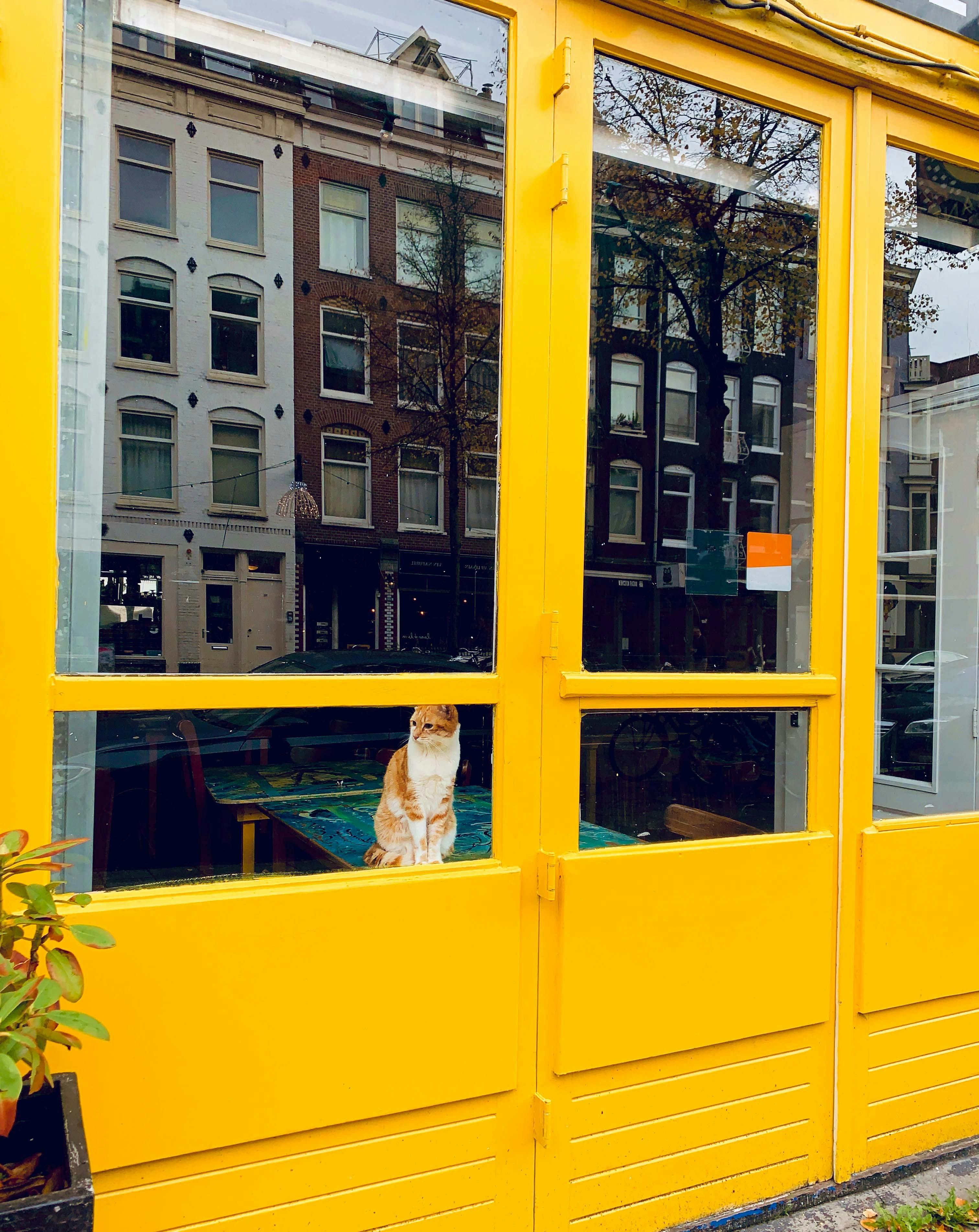 Cat behind Window · Free Stock Photo