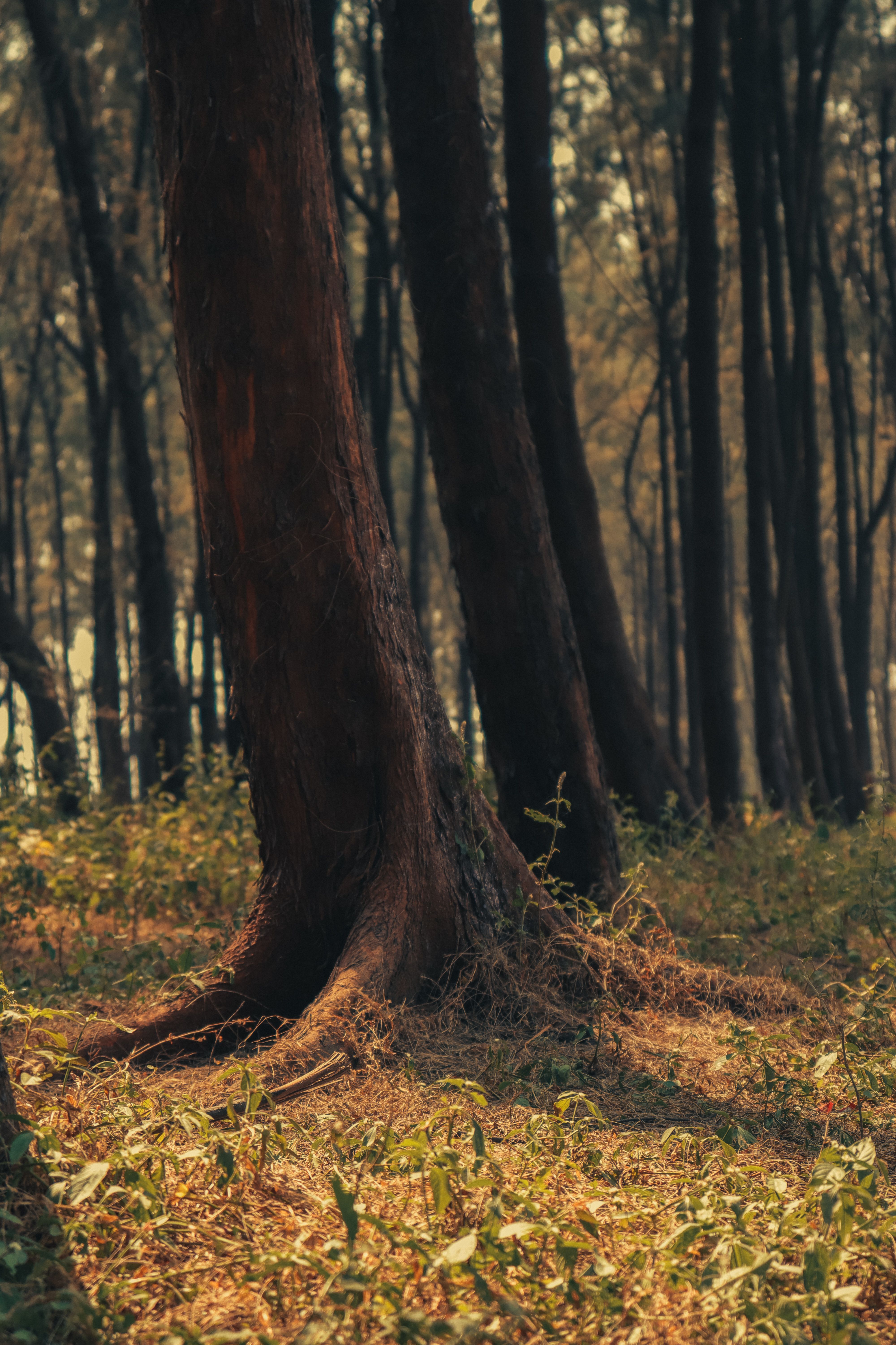 Brown Tree Trunks on Grass · Free Stock Photo