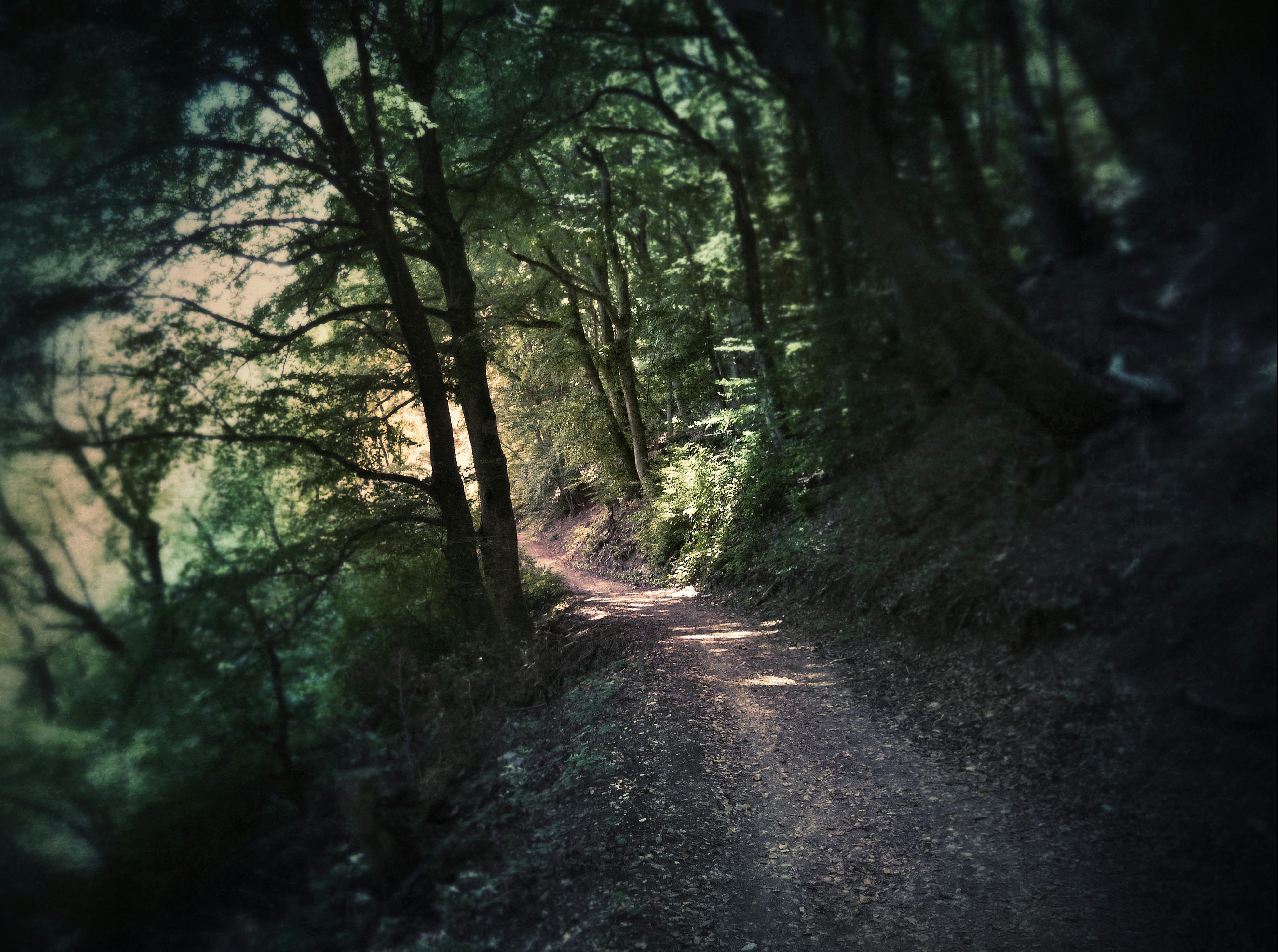 Pathway In Between Trees · Free Stock Photo