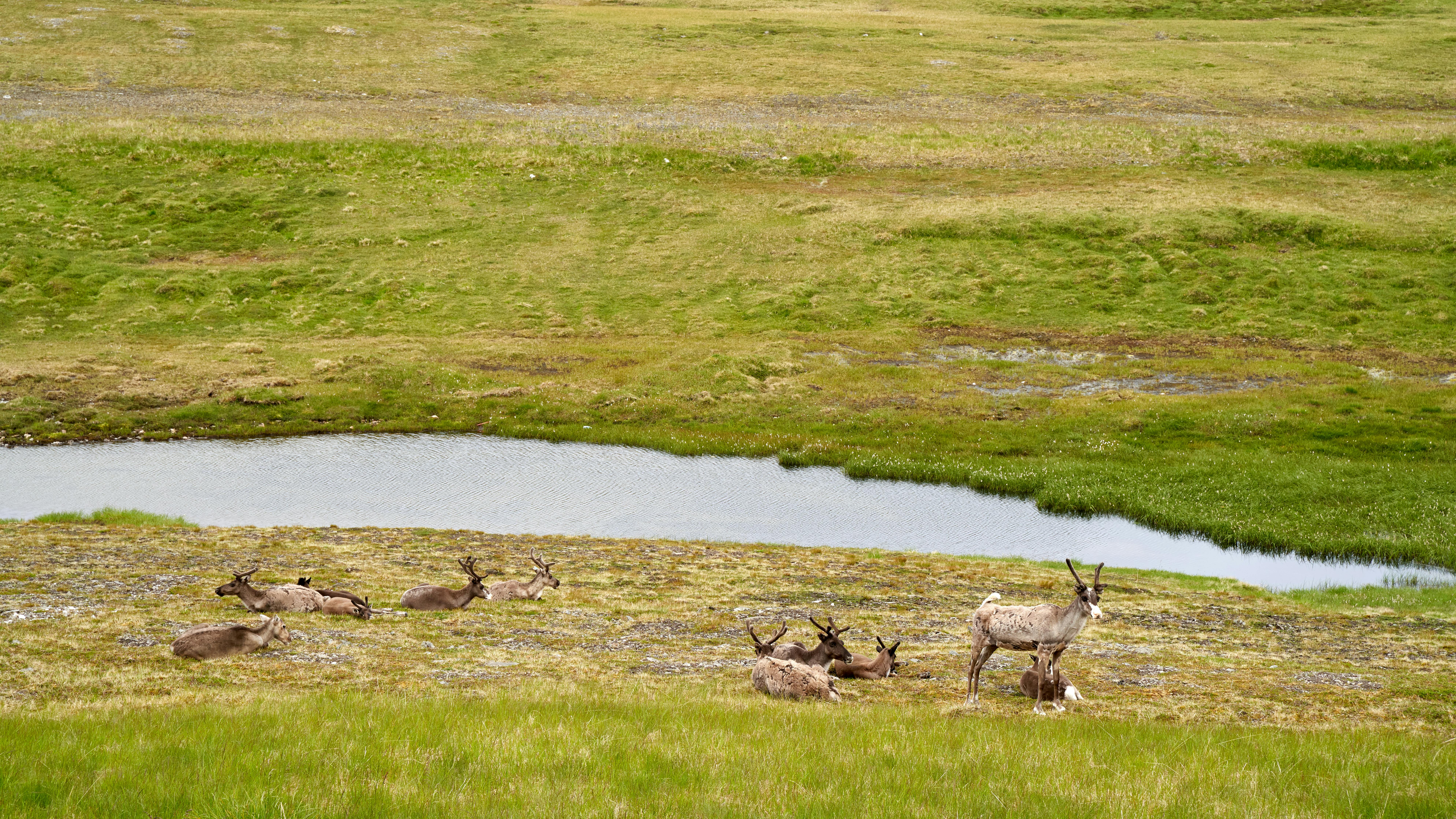 Herd of Deer Lying on Grassland · Free Stock Photo