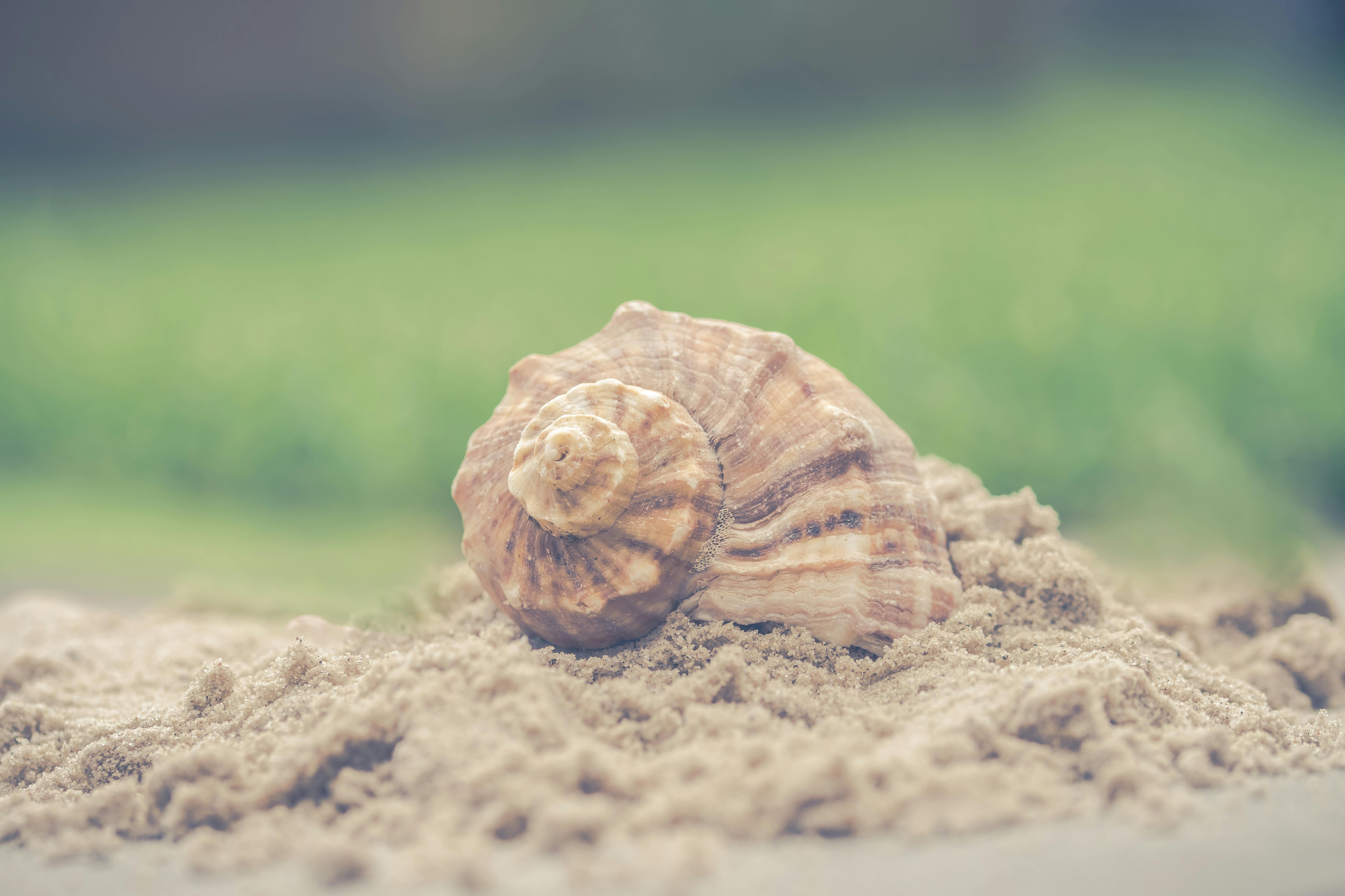Macro Photography of Shell on Sand · Free Stock Photo