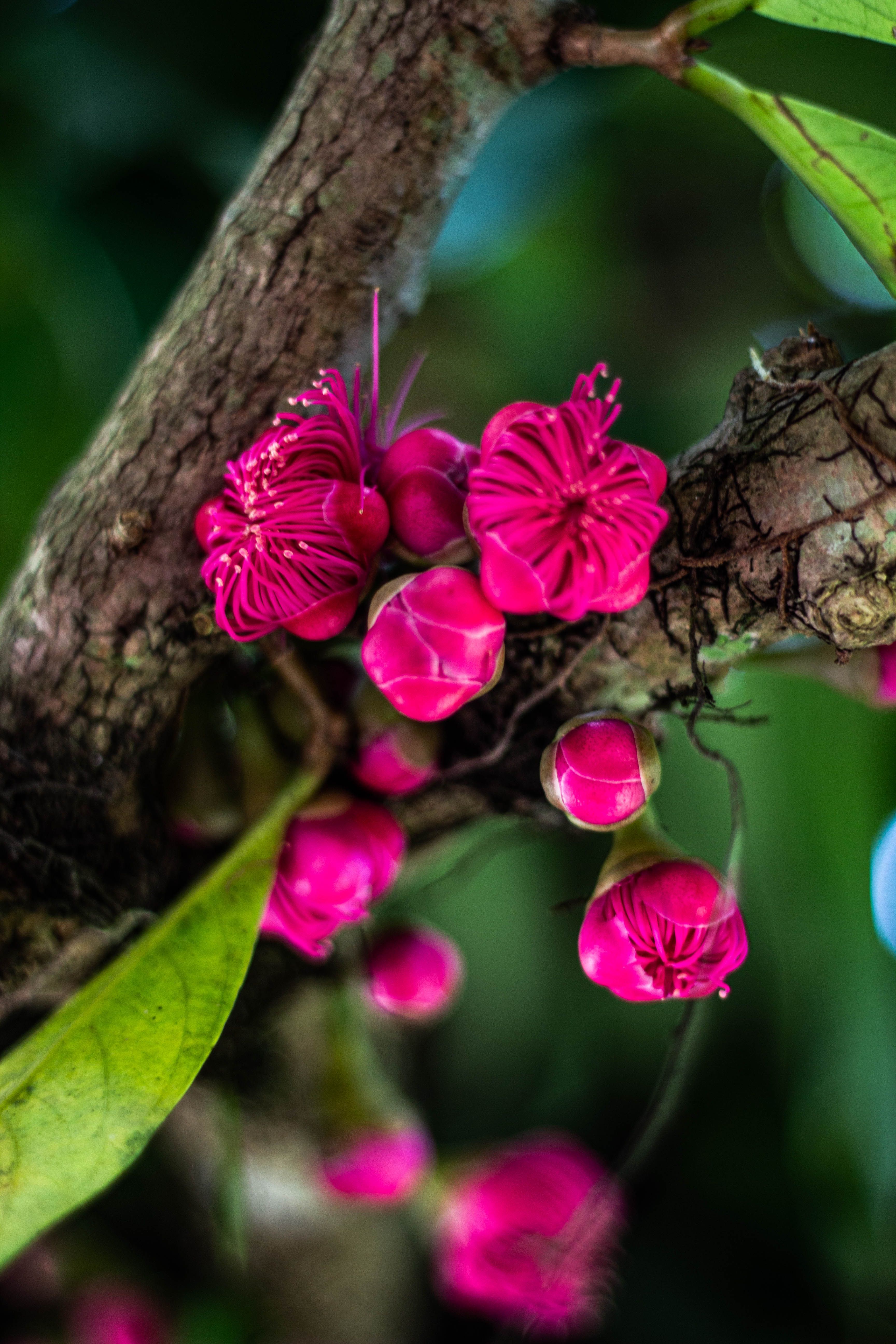 Close-Up Shot of Tree Branches · Free Stock Photo