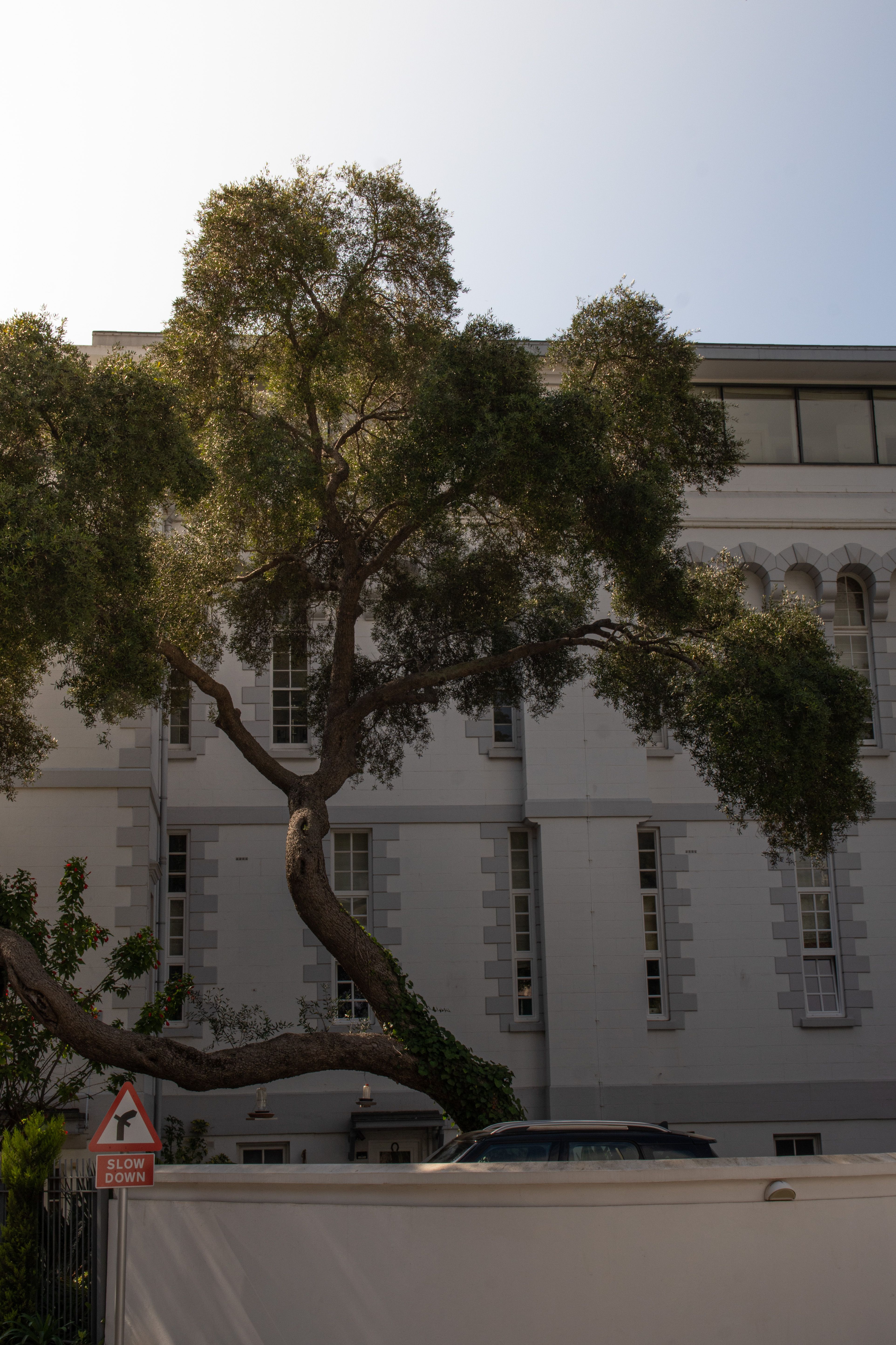 Green Tree Near White Concrete Building · Free Stock Photo