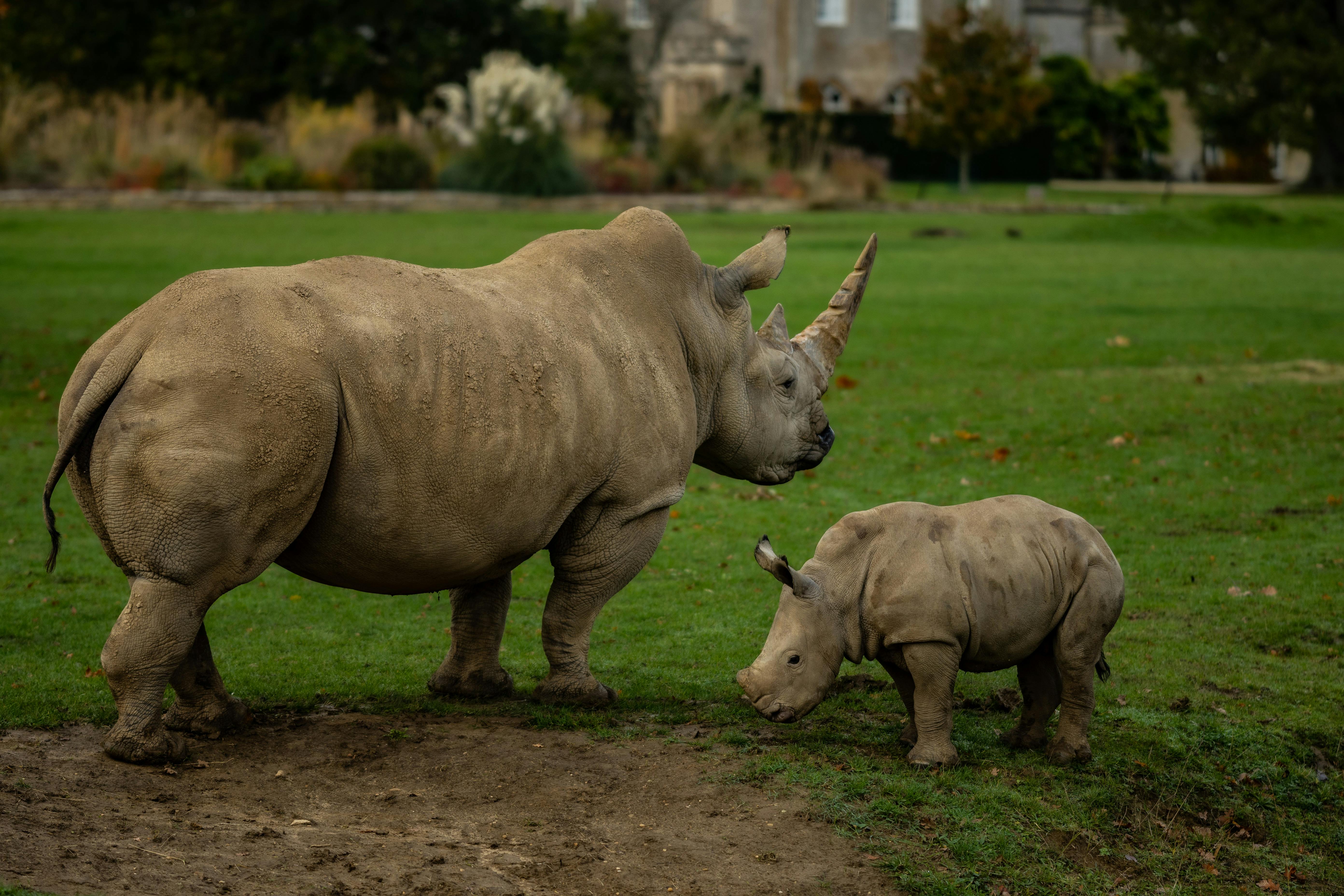 Gray Rhinoceros on Green Grass Field · Free Stock Photo