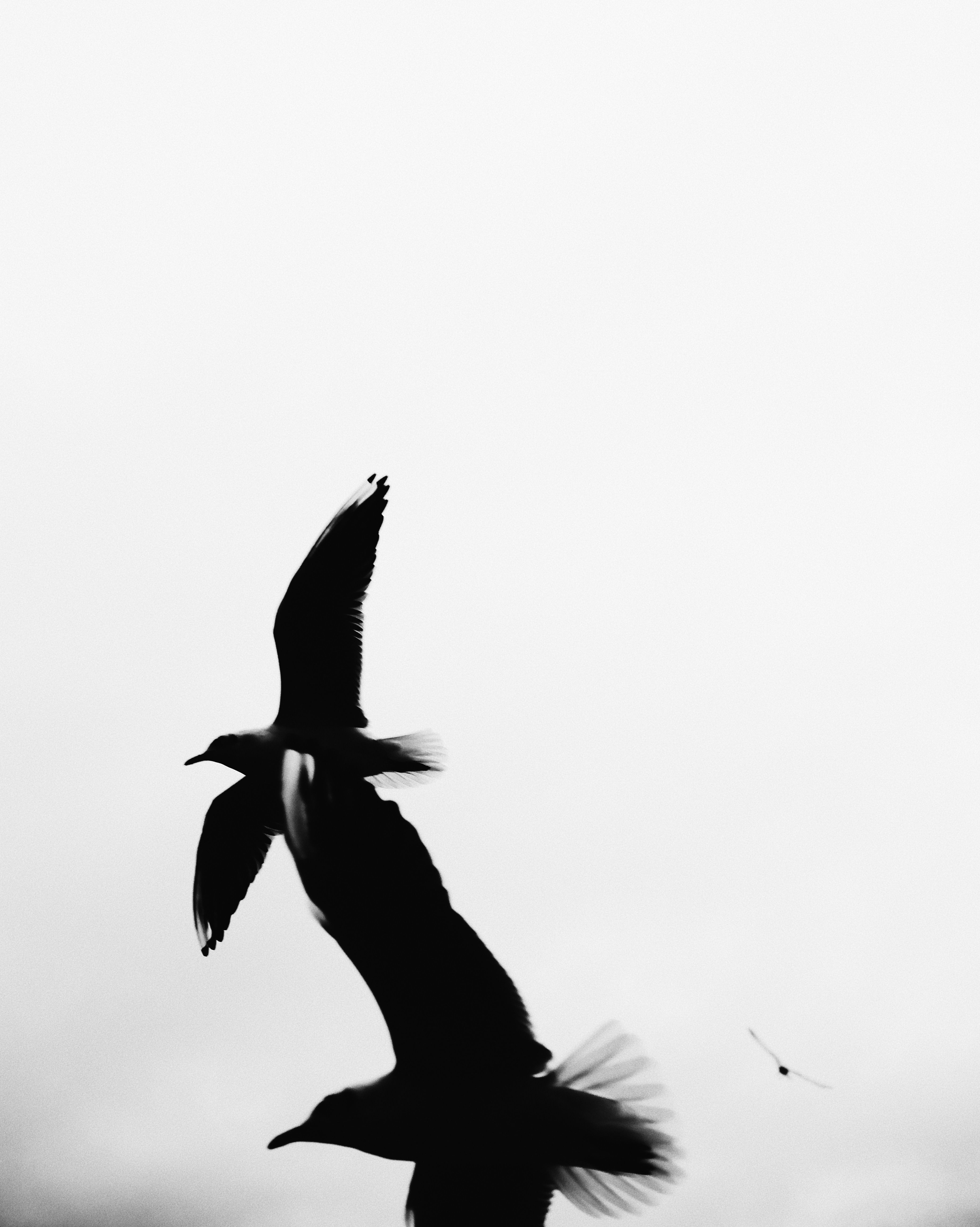Grayscale Photo Bird Flying in the Sky · Free Stock Photo