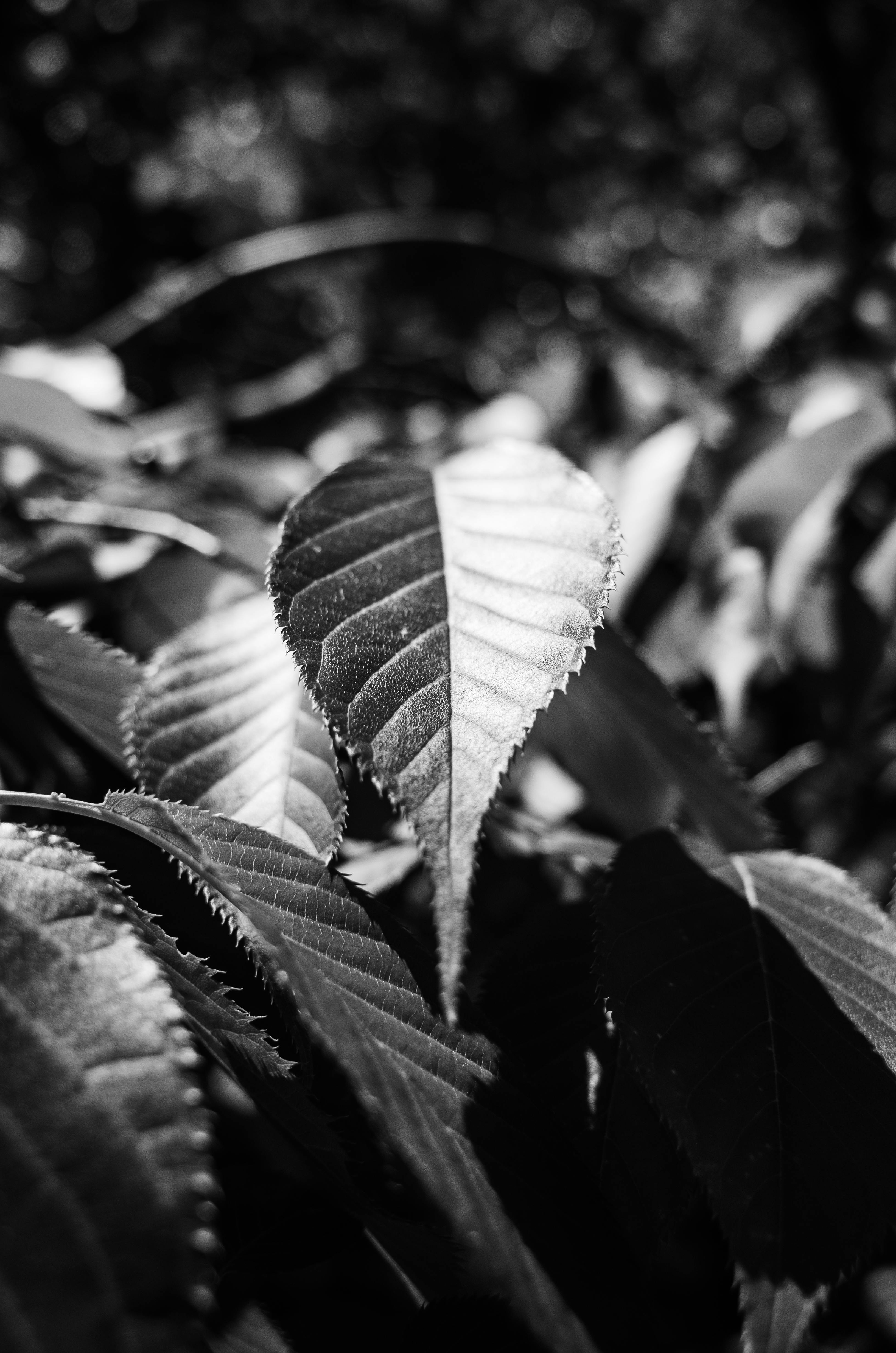 Grayscale Photo of Leaves · Free Stock Photo