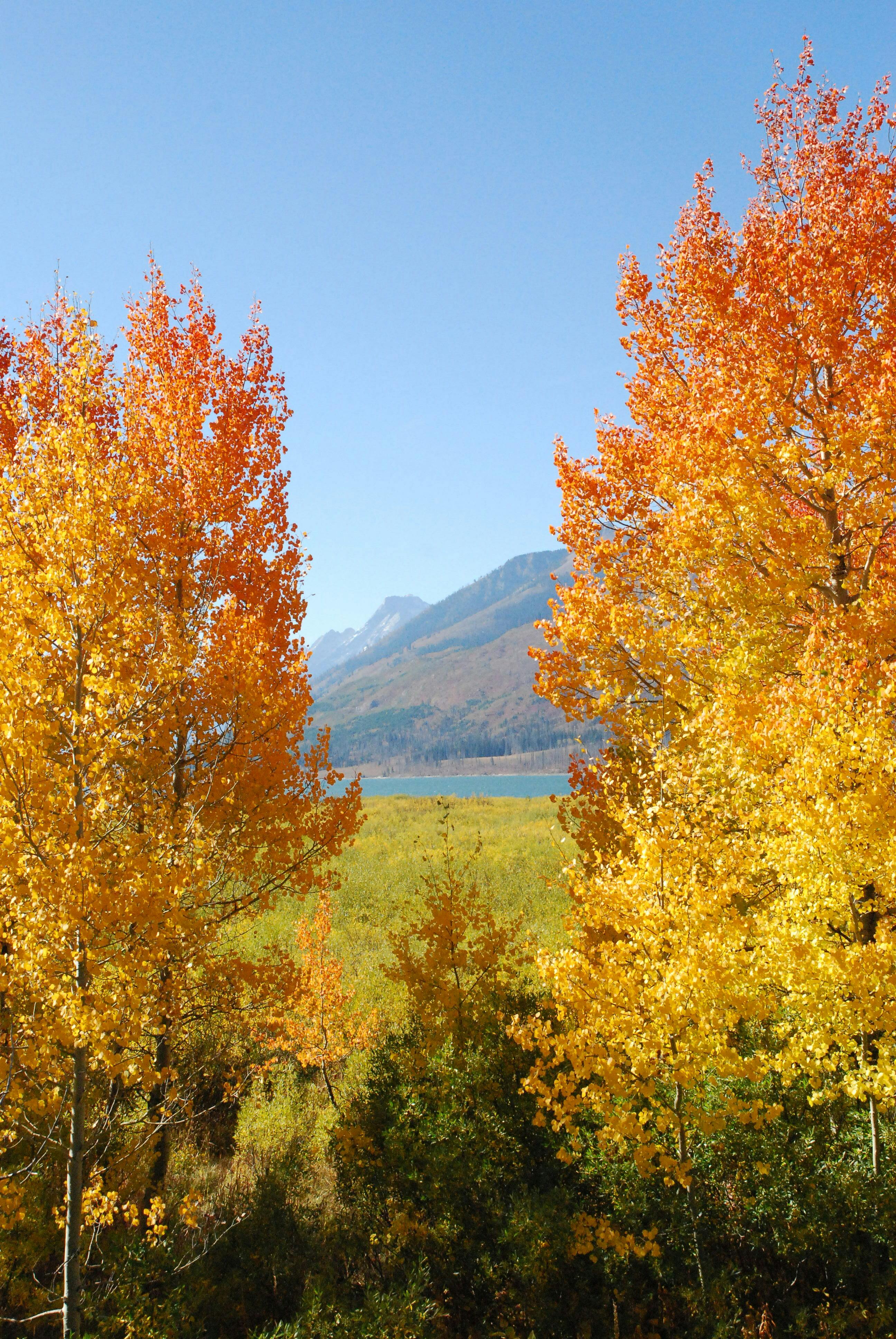 Orange and Yellow Trees Near Lake · Free Stock Photo