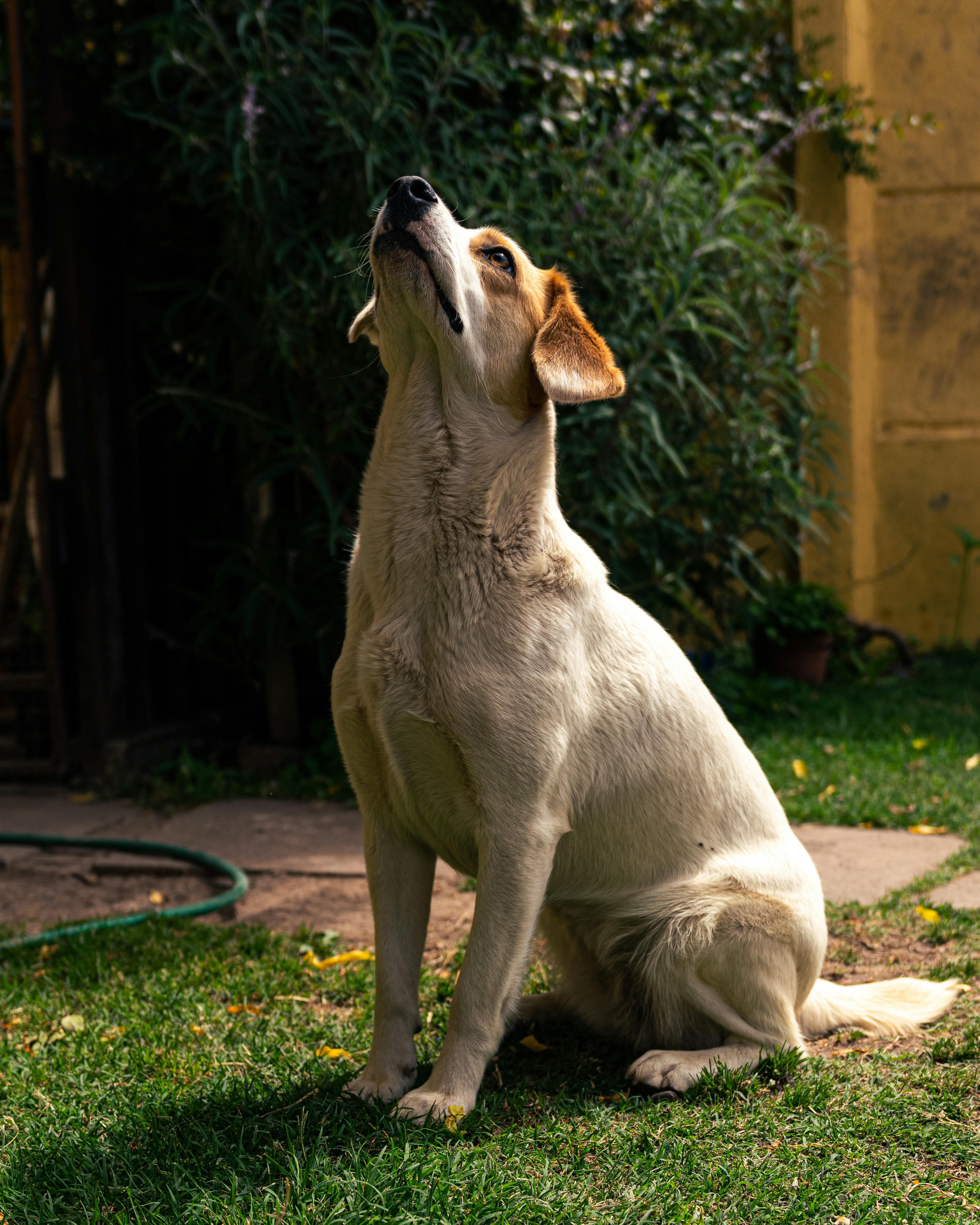 A Dog Looking Up · Free Stock Photo