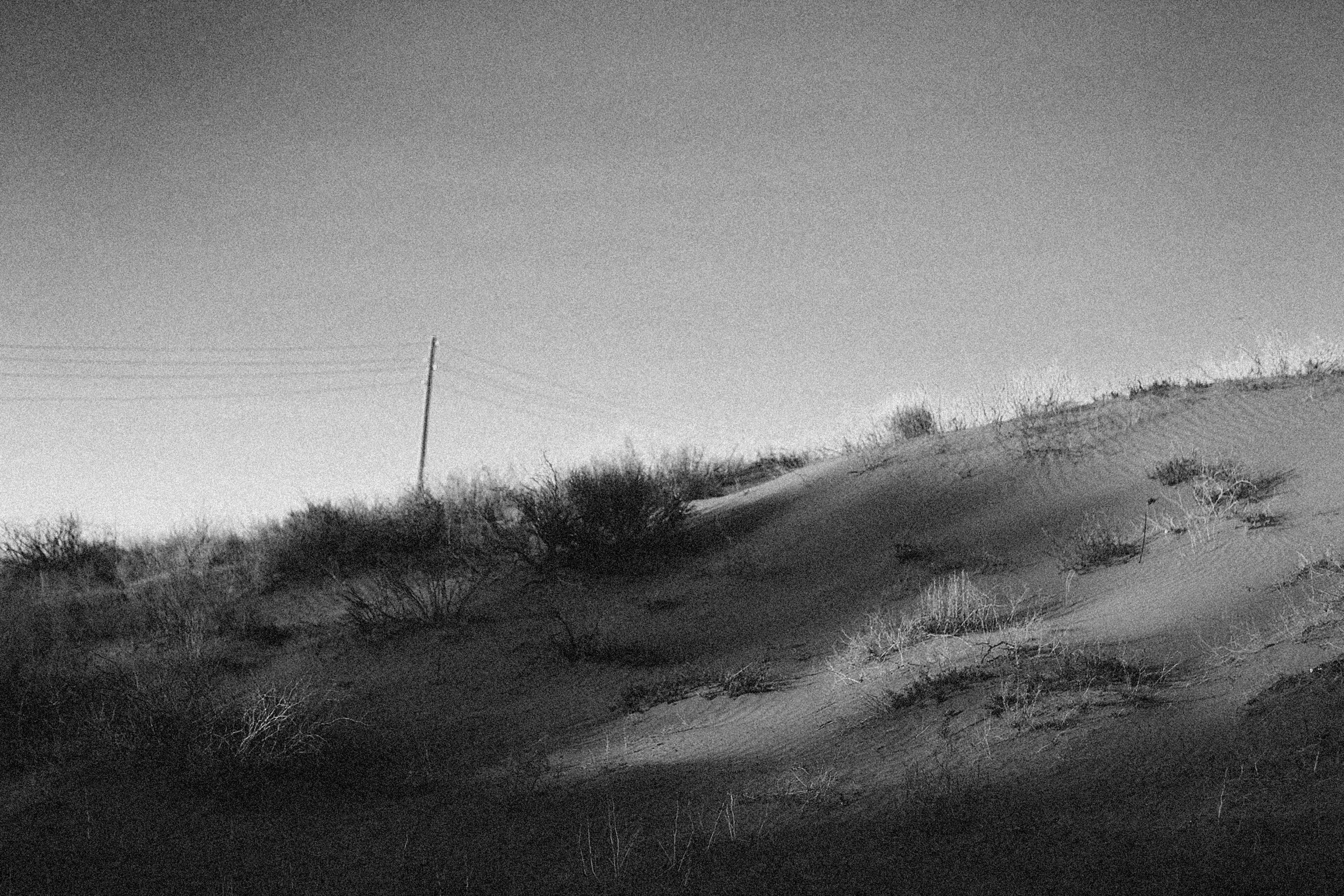 Grayscale Photo of Bushes on a Hill · Free Stock Photo