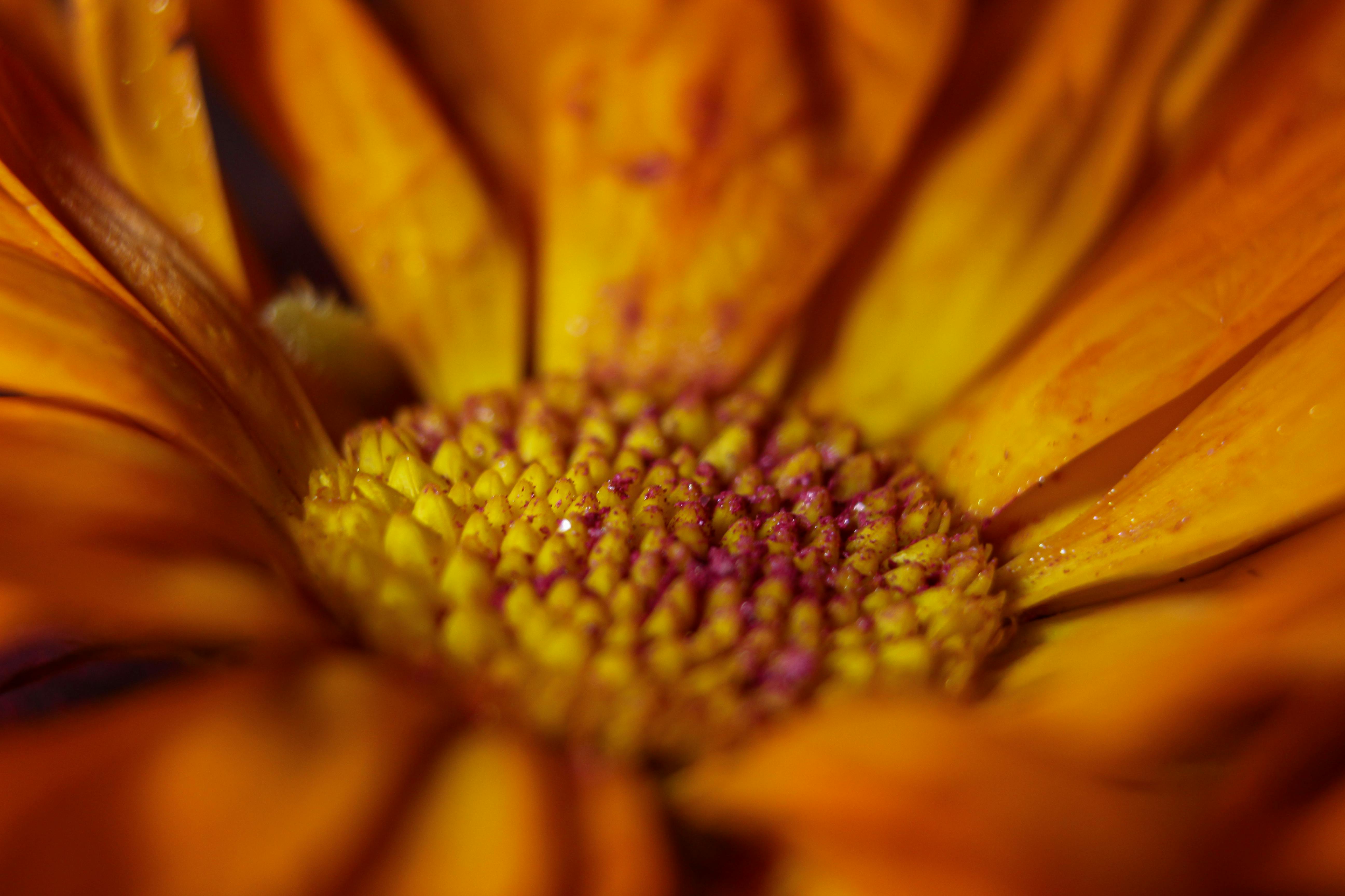 Macro Photography of a Yellow Flower · Free Stock Photo